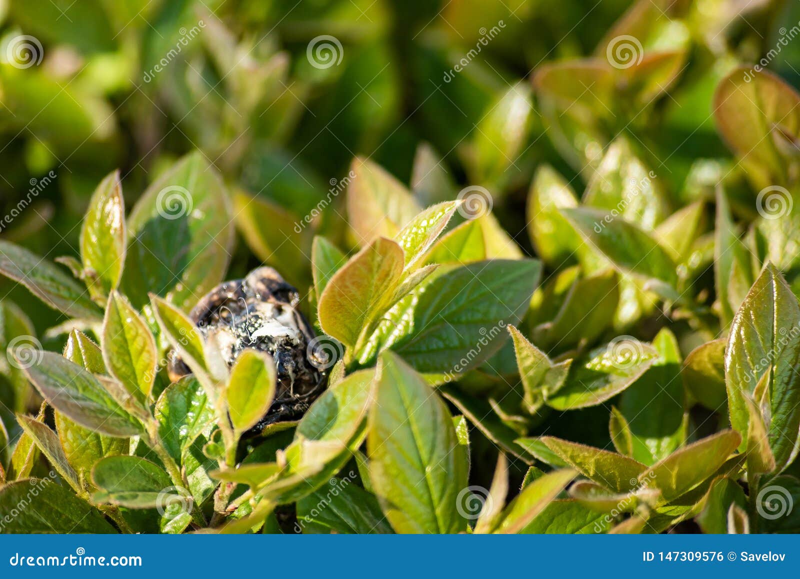 Burnt Plastic among Green Plants Stock Photo - Image of macro ...