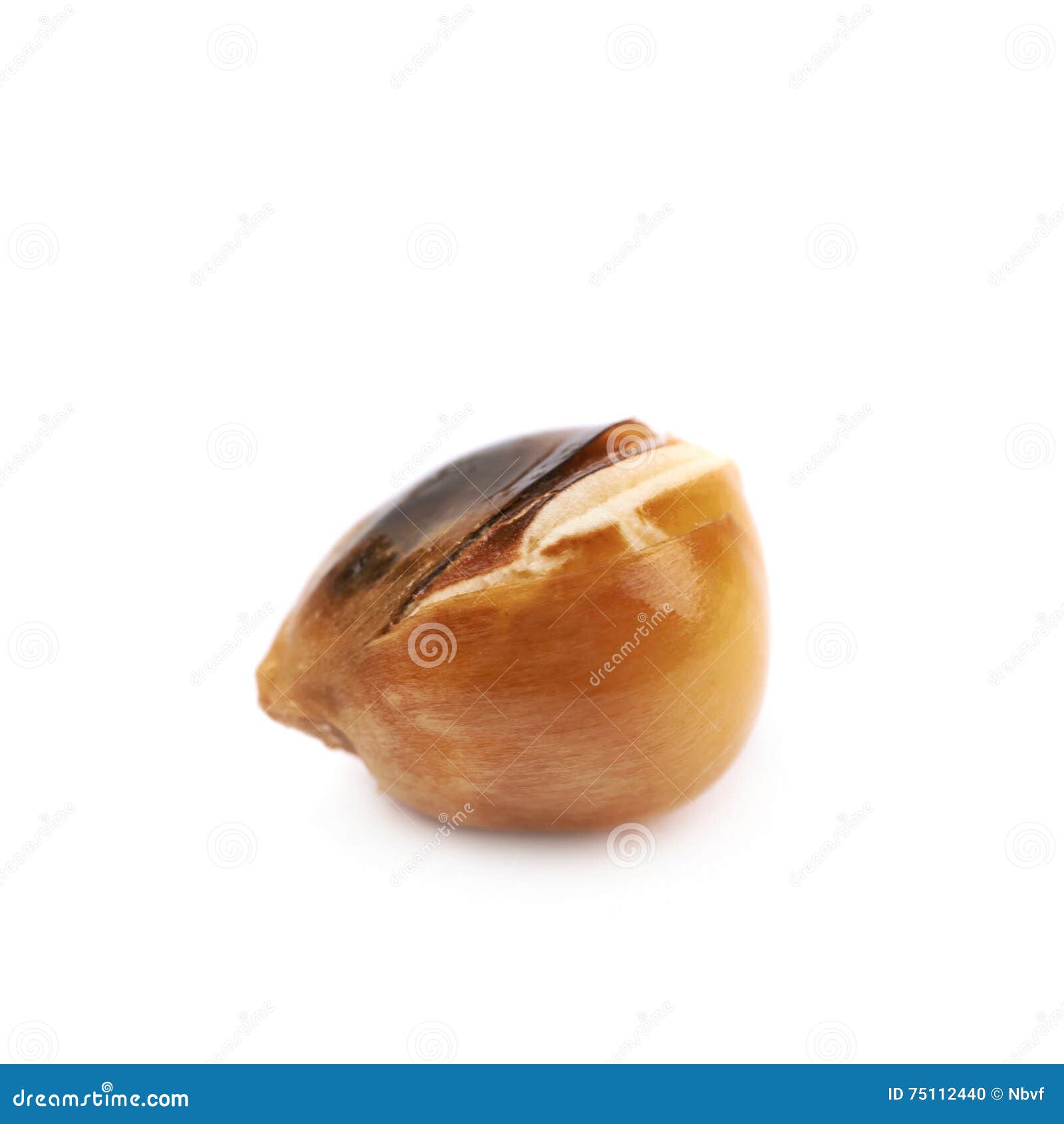 Burnt Popcorn Kernel Isolated Stock Photo - Image of popped, salt: 75112440