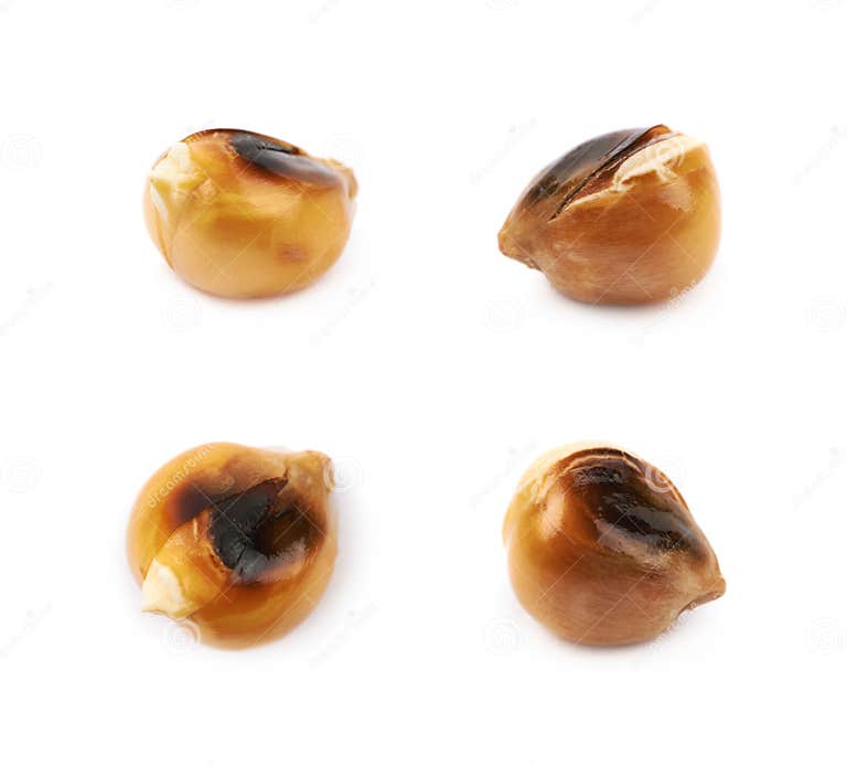 Burnt Popcorn Kernel Isolated Stock Photo - Image of shot, cinema: 92897546