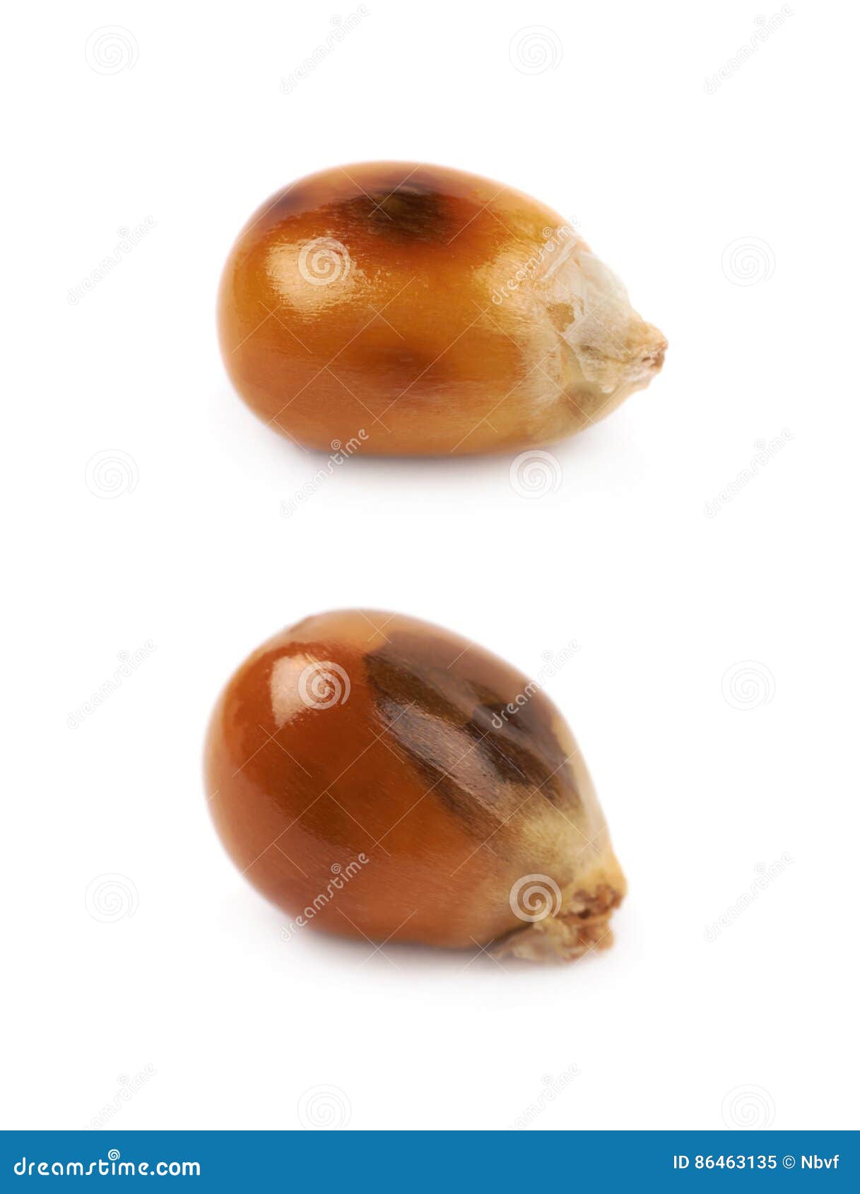 Burnt Popcorn Kernel Isolated Stock Image - Image of background, salted ...