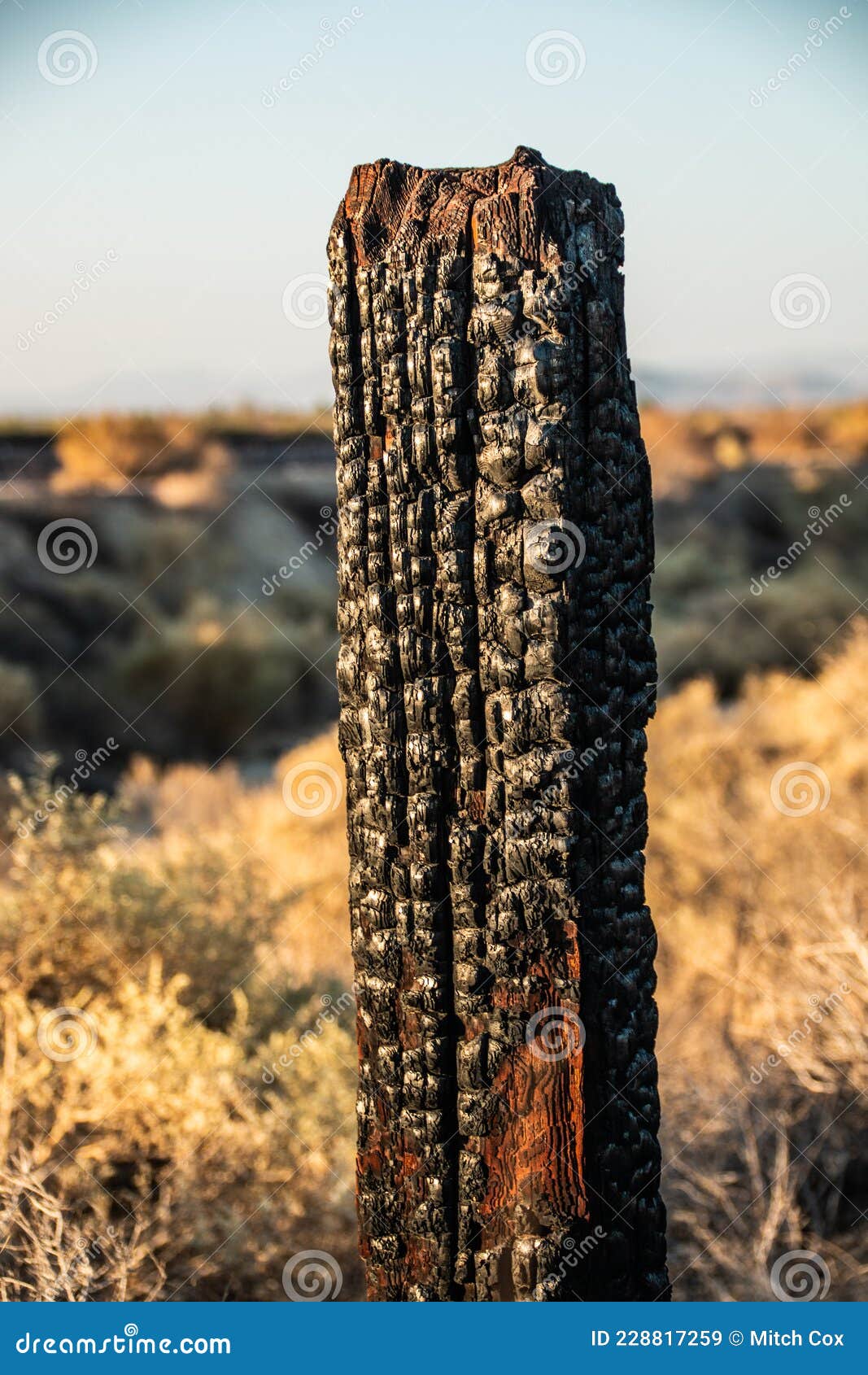 Burnt Post stock image. Image of charred, agriculture - 228817259