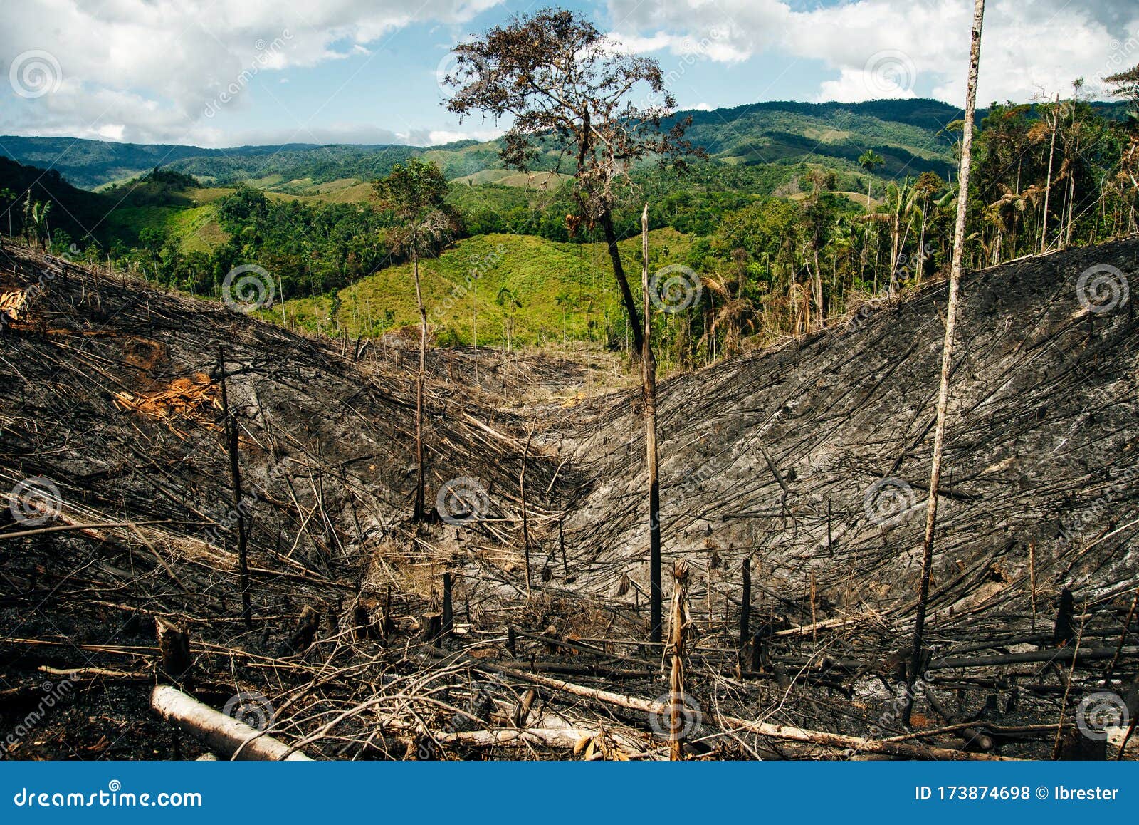 Rainforest Fallen Logs Rotted Stump Moss Covered Tree Trunk Royalty ...