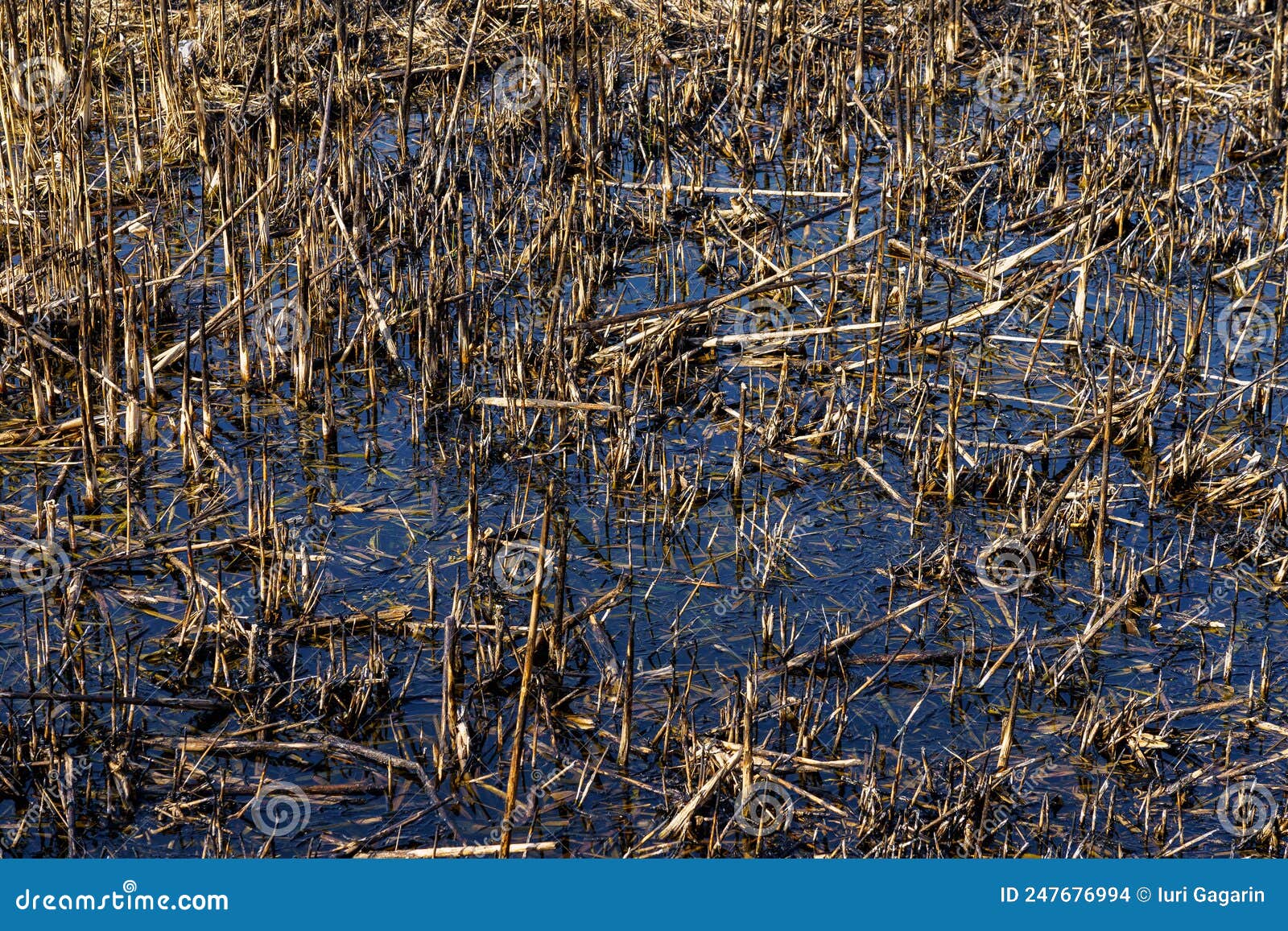 Burnt Reeds. Consequences of a Fire. Natural Fires during Drought Stock ...
