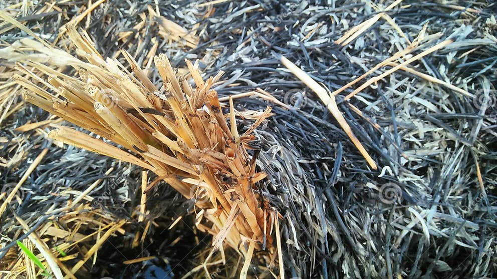 Burnt rice stalks stock photo. Image of branch, rice - 284143962