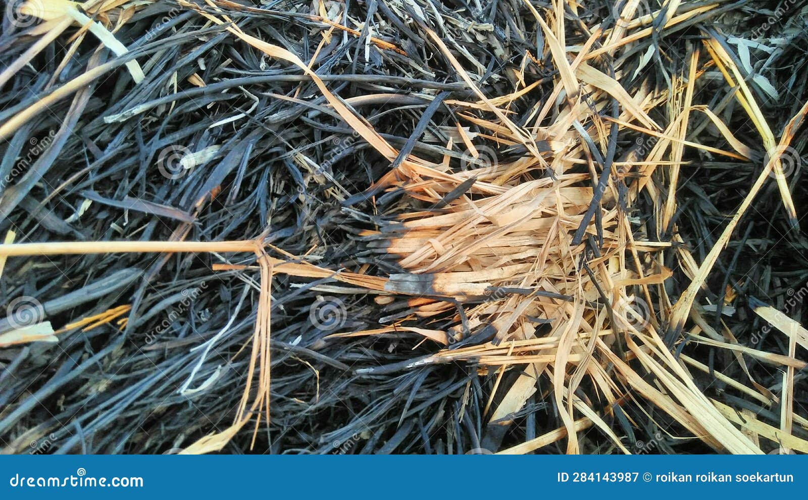 Burnt rice stalks stock image. Image of plant, crop - 284143987