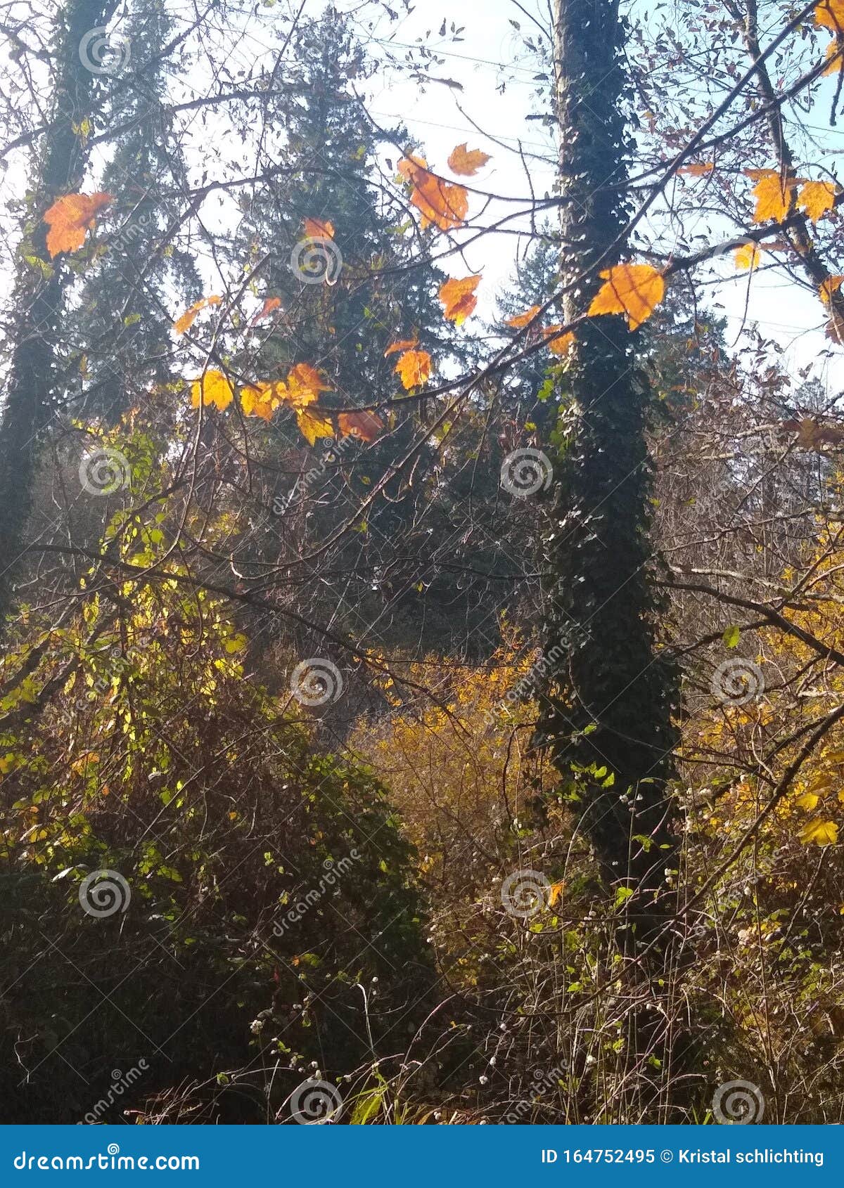 Burnt Ridge Trail River Sunny Stock Image - Image of sunny, ridge ...