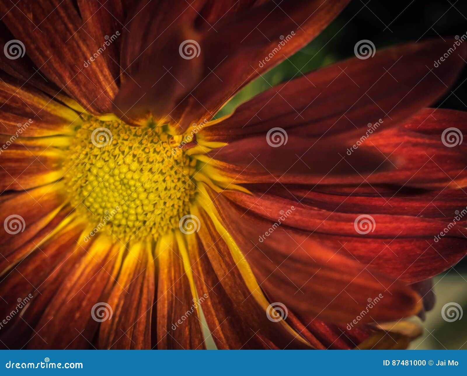 Burnt Rover Disbud Daisy Bloom Stock Photo - Image of background ...