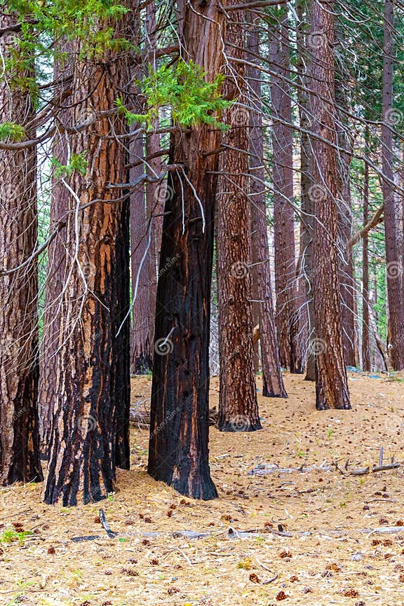 Burnt Sequoia Trunk stock image. Image of outdoor, wood - 283420745