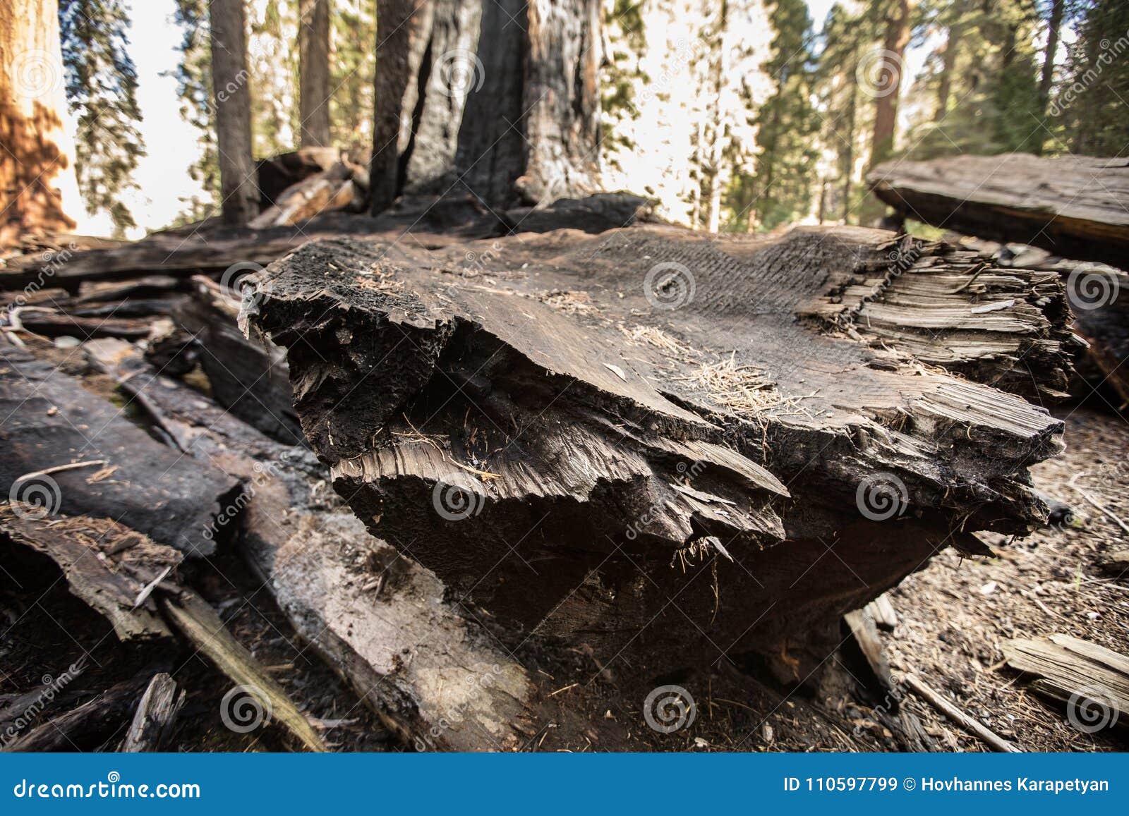 Burnt Sequoias Sequoia National Park Stock Image - Image of ngiant ...