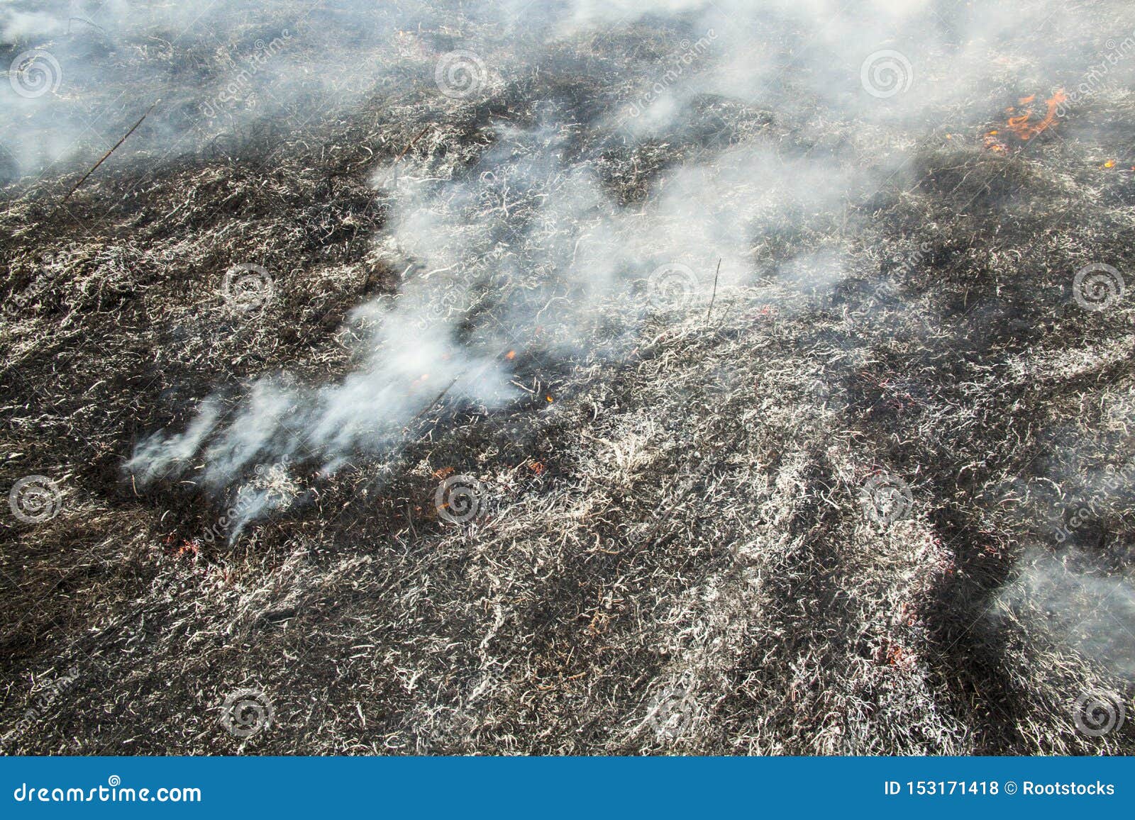 Burnt Smoking Grass after the Fire Stock Photo - Image of environmental ...