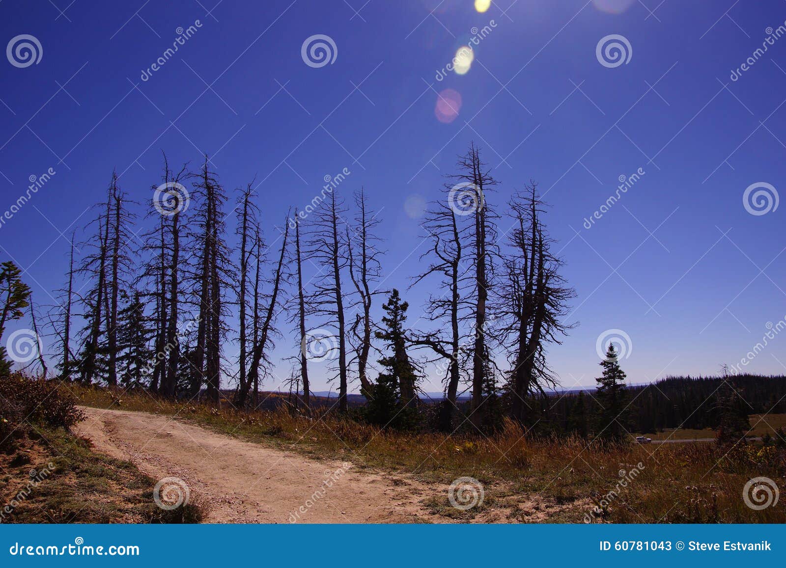 Burnt Snags from Forest Fire Stock Image - Image of snag, national ...
