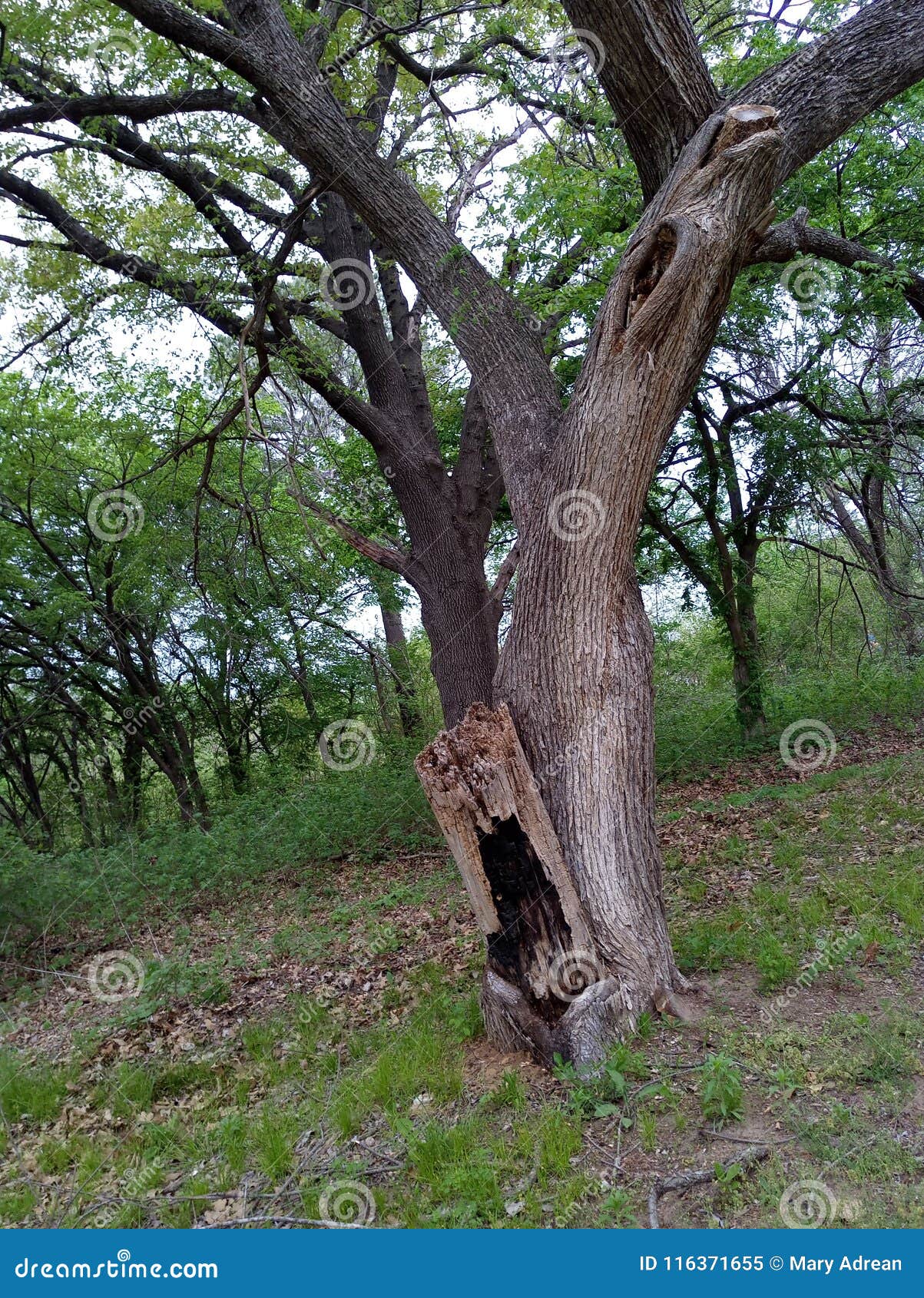 Burnt spot on tree stock image. Image of fure, scar - 116371655