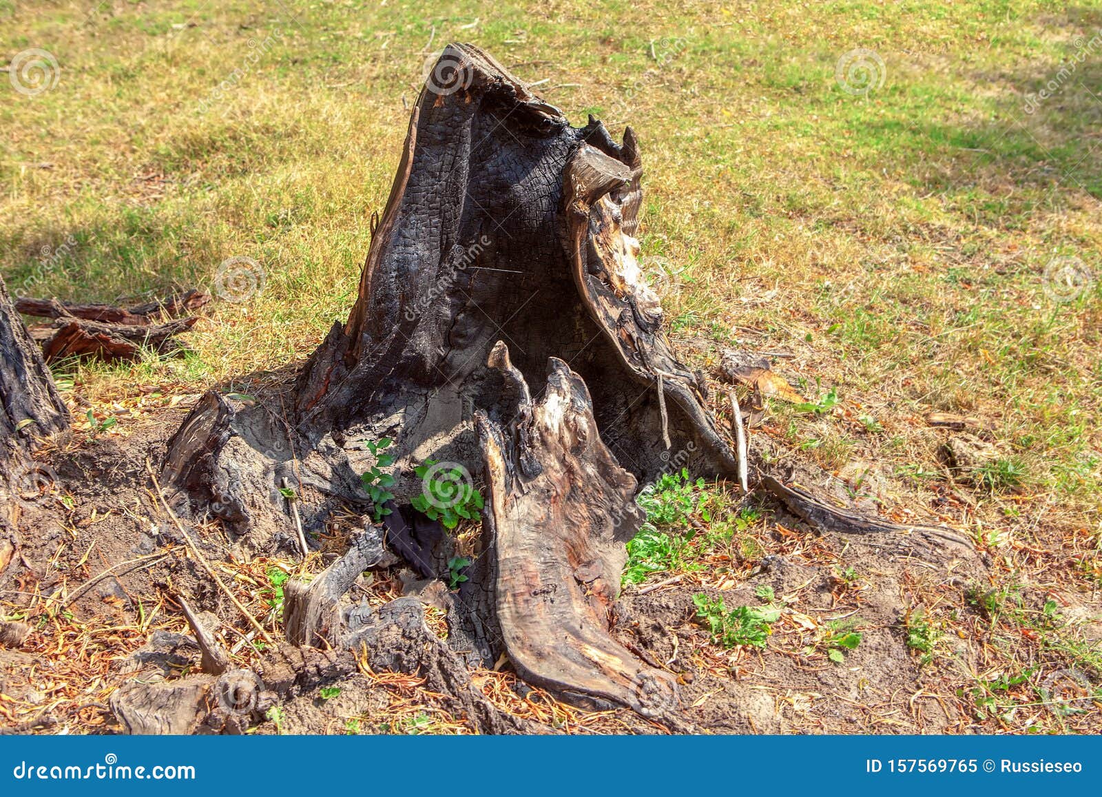 Burnt stump stock image. Image of damage, forest, accident - 157569765