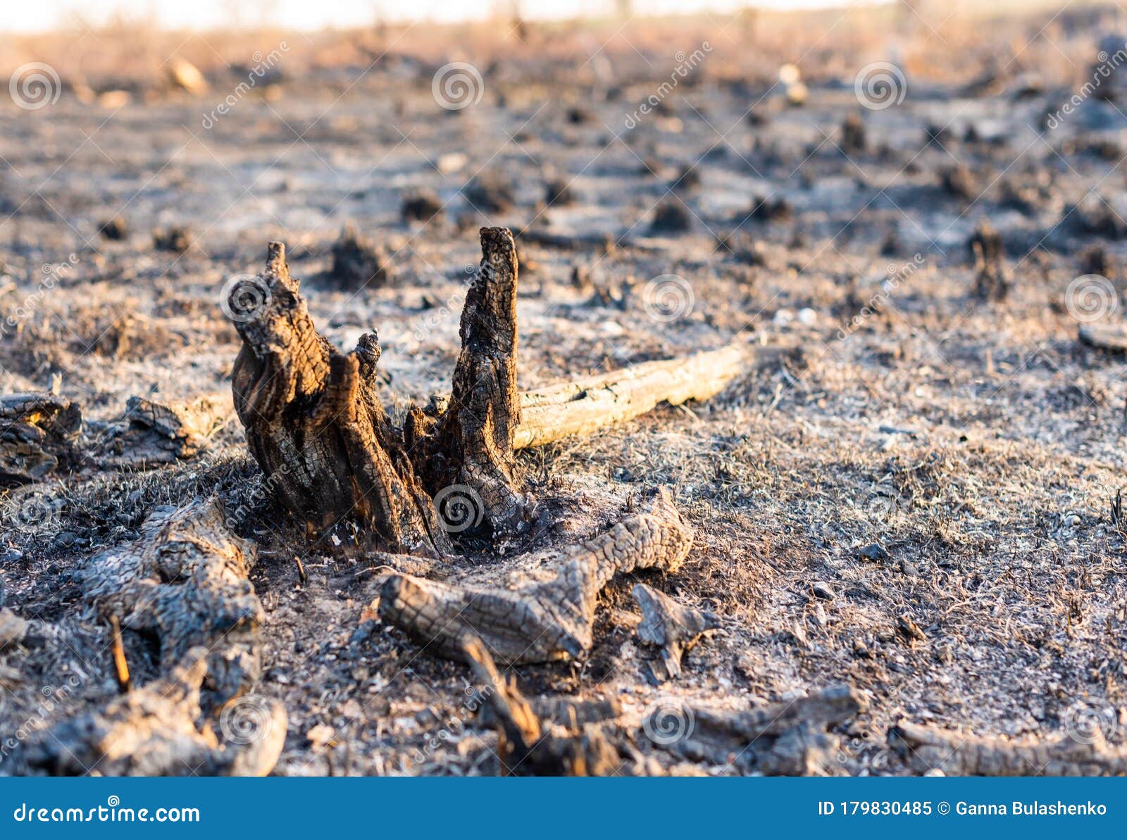 Burnt stump in the field stock image. Image of countryside - 179830485