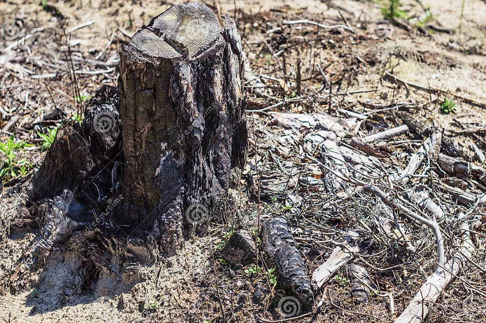 Burnt Stump in the Forest after a Fire Stock Image - Image of nature ...