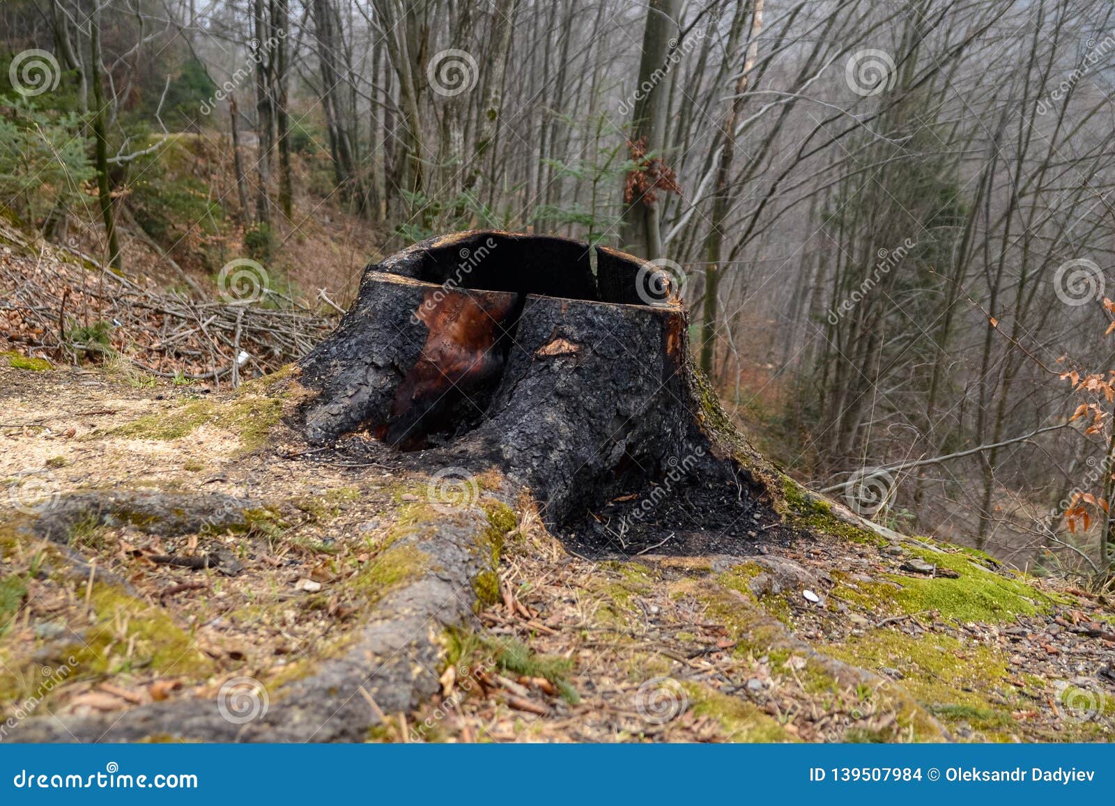 Burnt Stumps, Burned Area. Burnt Out Place in Forest. Stock Photo ...