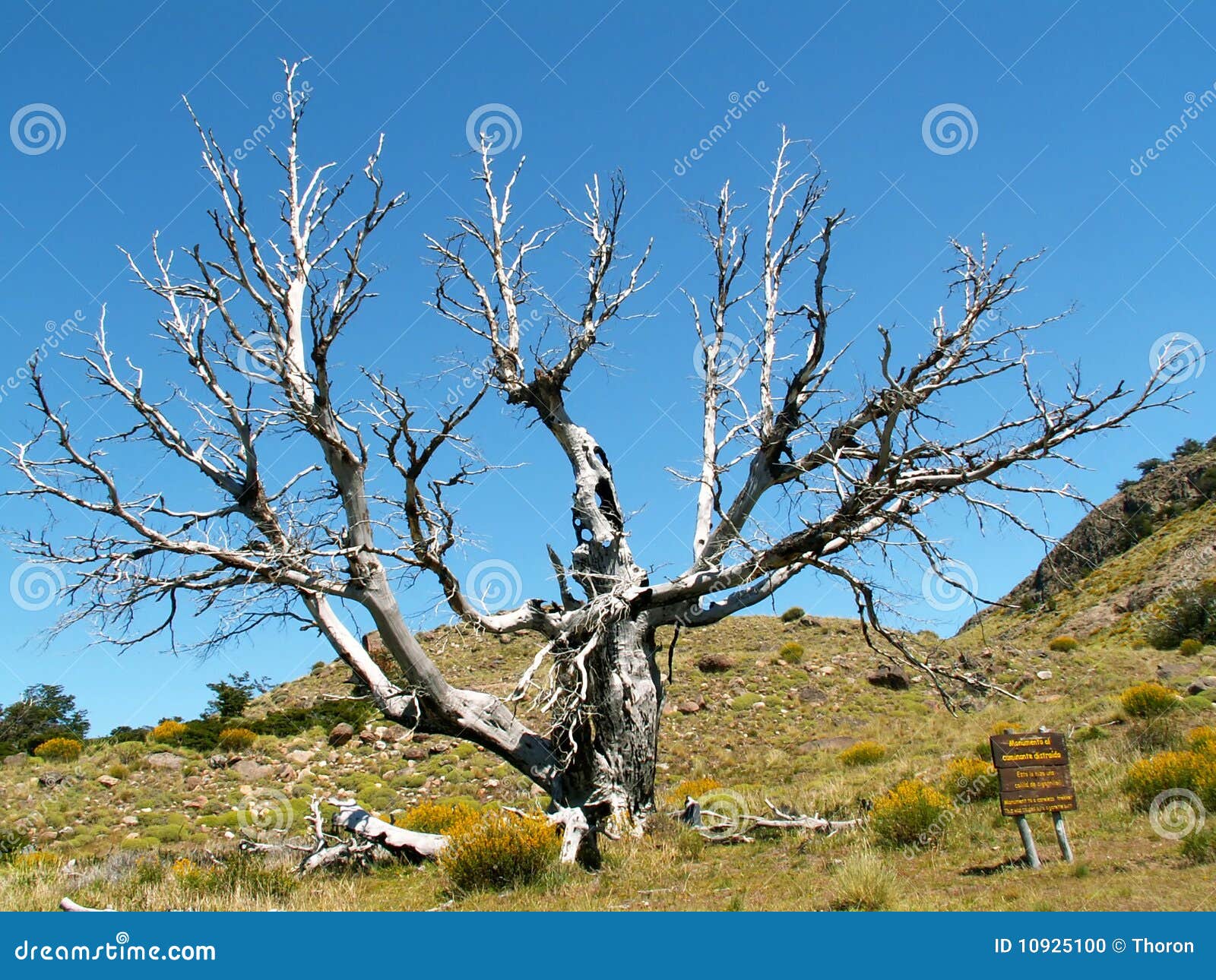 Burnt tree stock photo. Image of hills, mountains, nature - 10925100