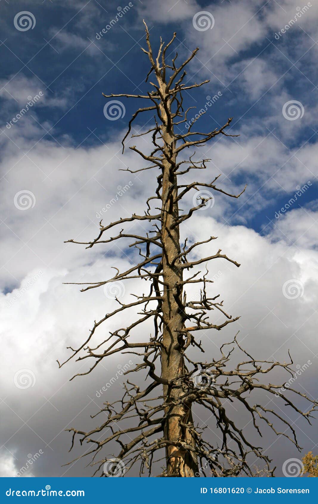 Burnt Tree stock photo. Image of dead, environment, survive - 16801620