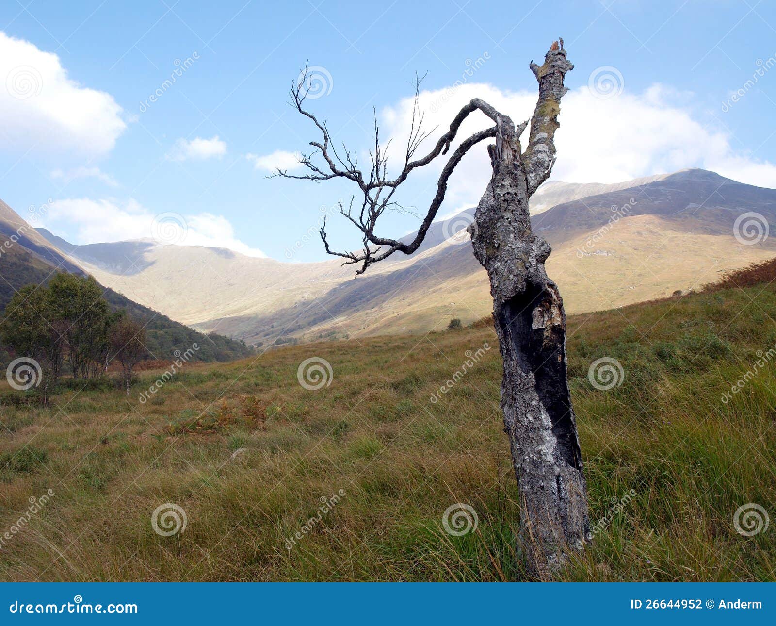 Burnt tree stock photo. Image of fresh, hill, meadow - 26644952