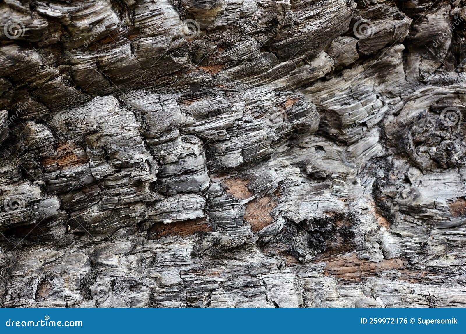 Burnt tree bark background stock photo. Image of black - 259972176