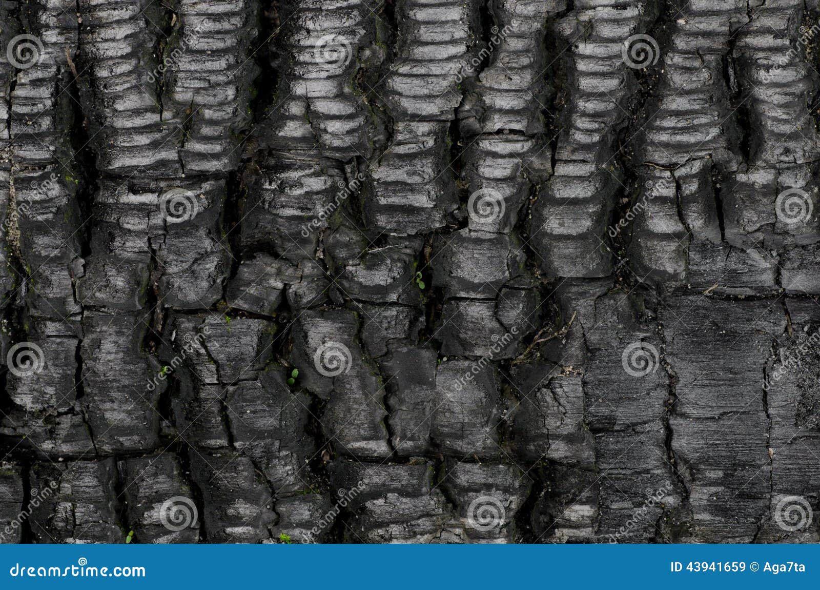 Burnt tree bark stock image. Image of cracked, backdrop - 43941659