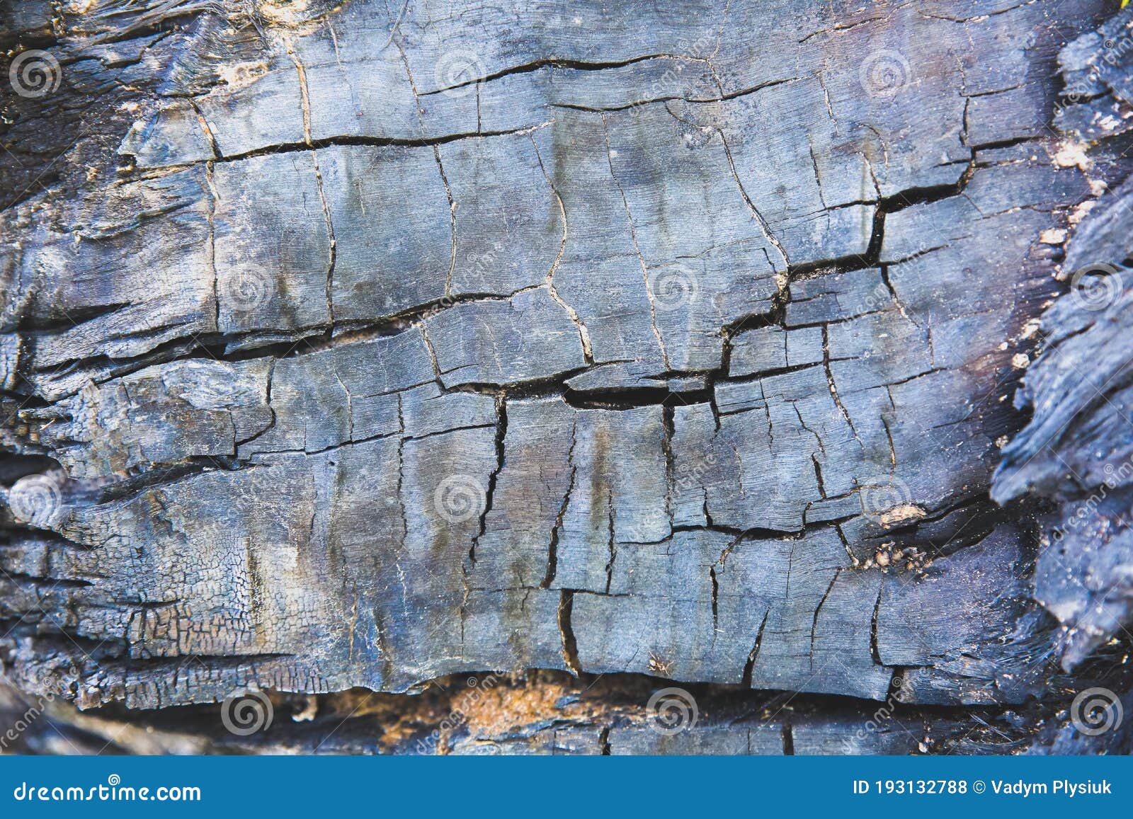 Burnt Tree Bark. Fire Hazard. Ecological Disaster Stock Photo - Image ...