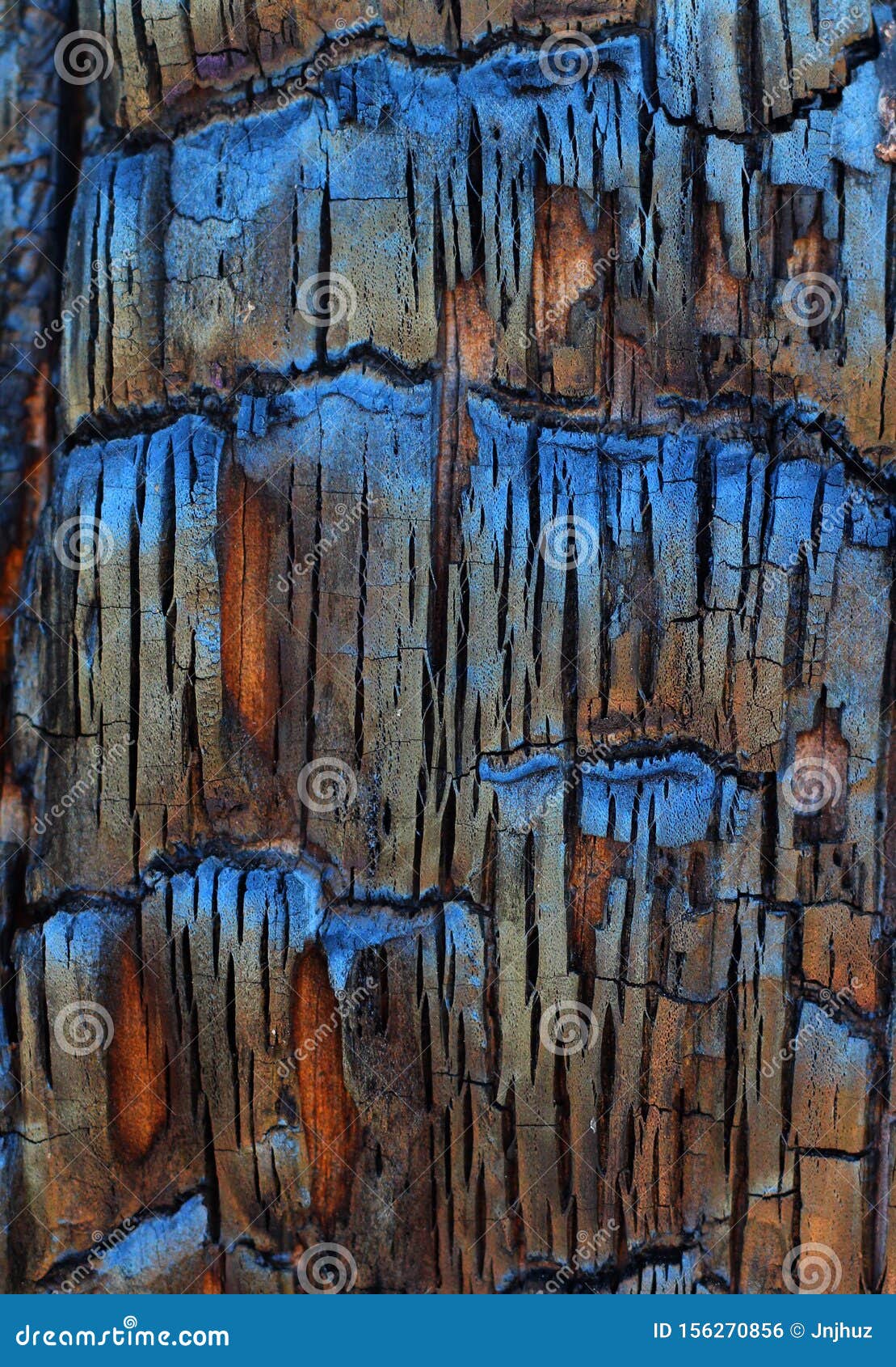 Burnt Tree Bark on a Stump stock photo. Image of reflecting - 156270856