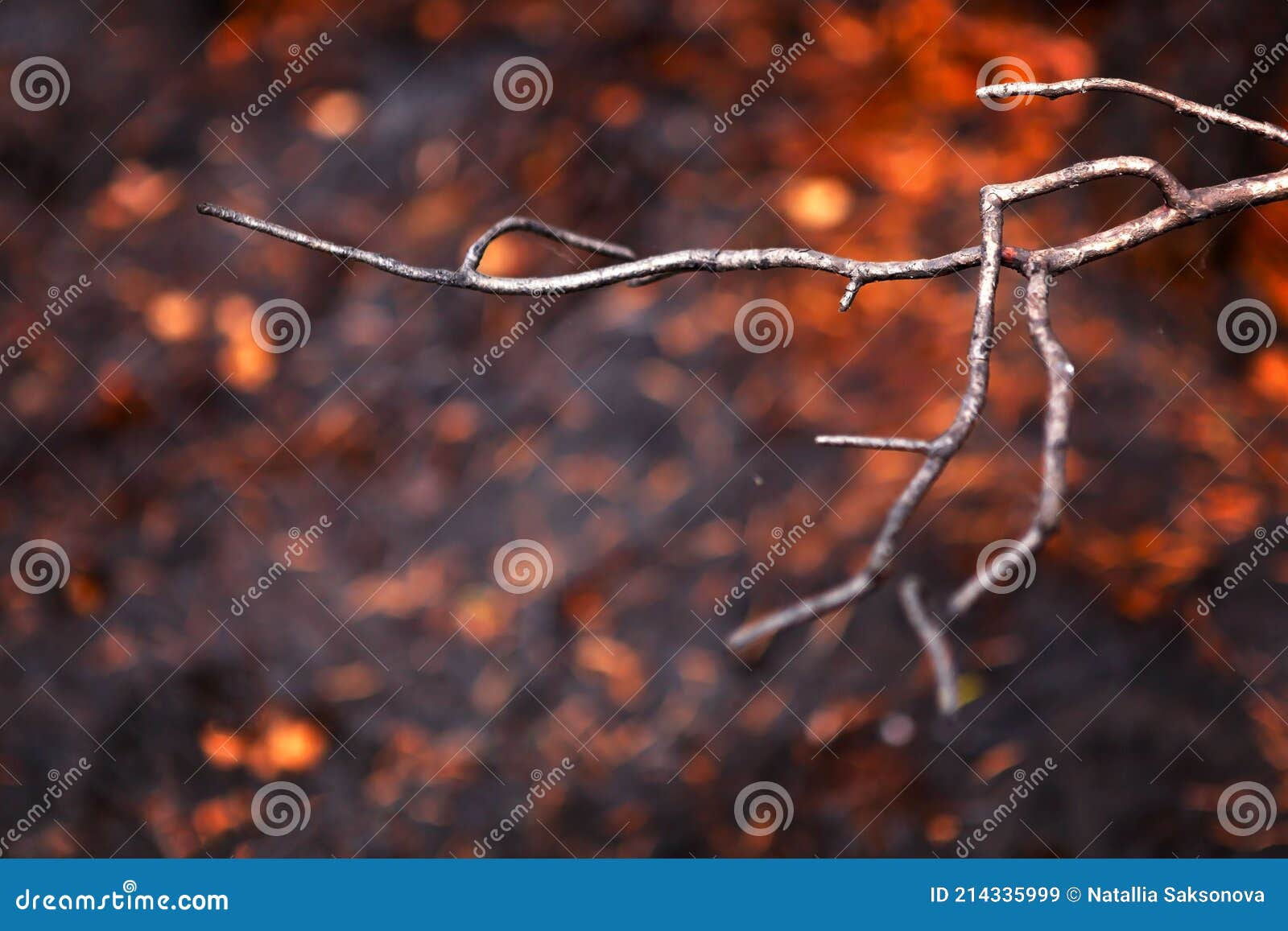 Burnt Tree Branch Against the Background of a Burnt Forest. Stock Image ...