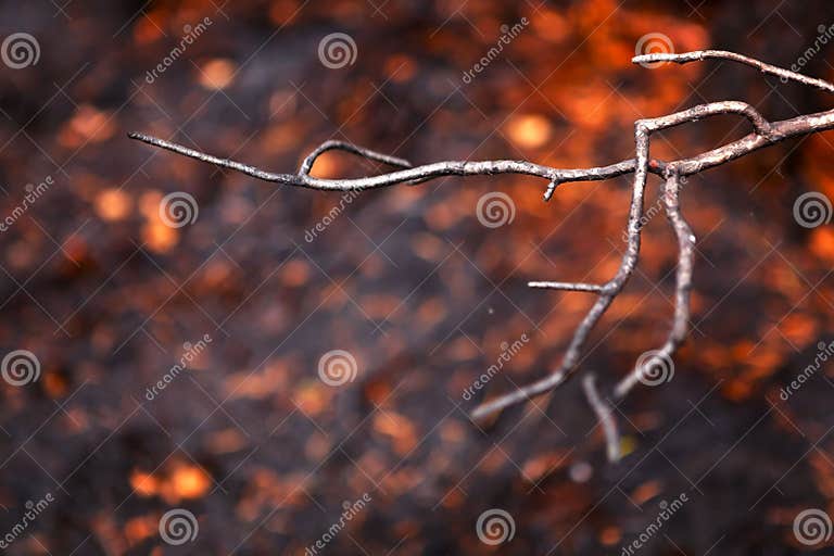 Burnt Tree Branch Against the Background of a Burnt Forest. Stock Image ...