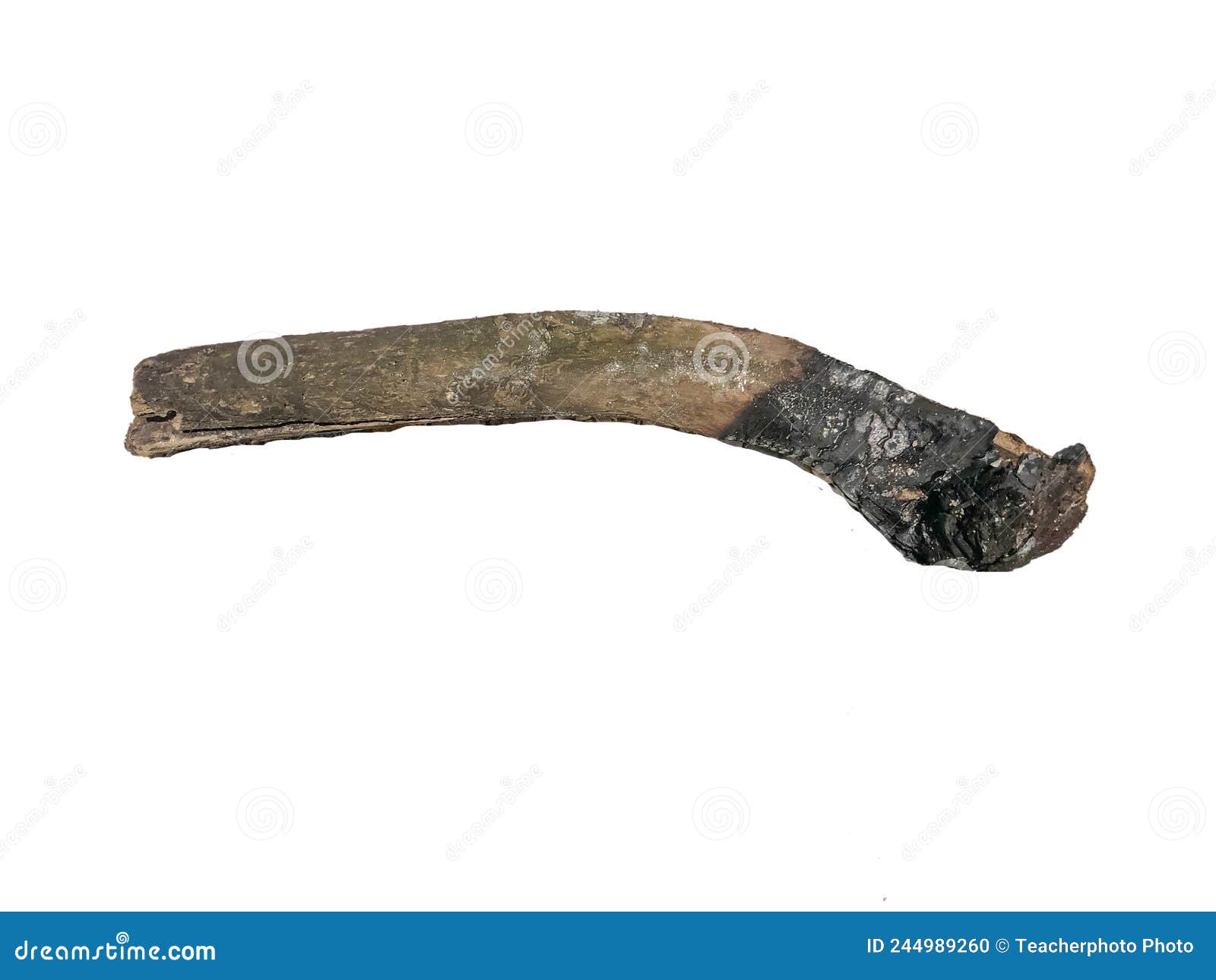 Tree Branch Isolated on a White Background Stock Photo - Image of ...