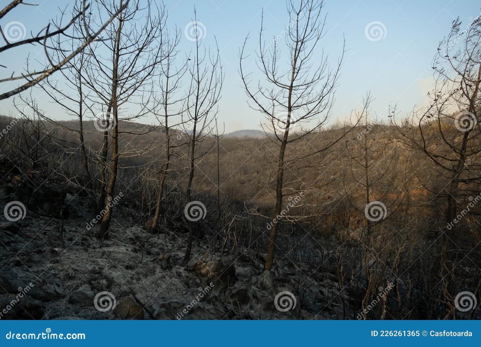 Burnt Tree Branches at Bodrum Mugla Turkey Stock Image - Image of 2021 ...