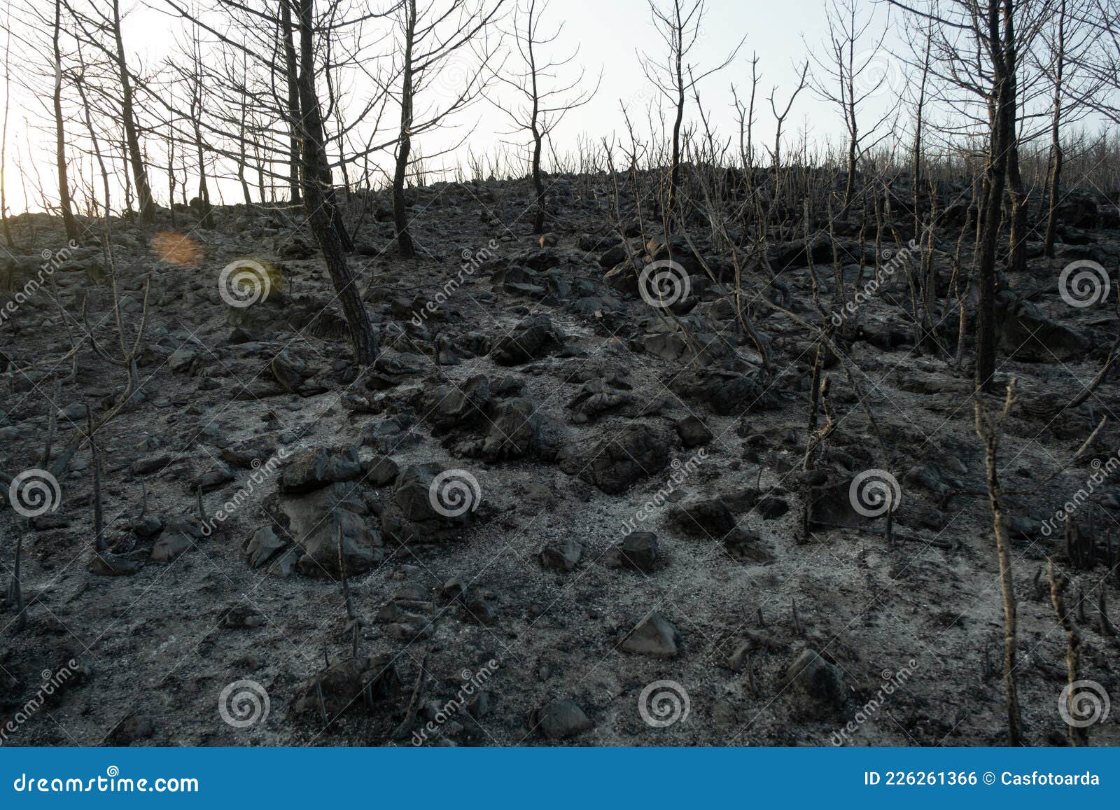Burnt Tree Branches at Bodrum Mugla Turkey Stock Photo - Image of fire ...