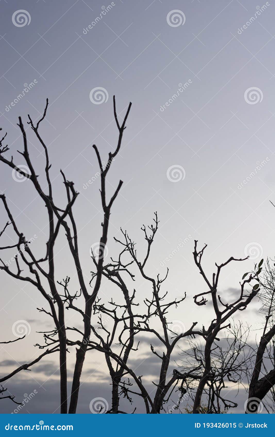 Burnt Tree Branches after Fire Stock Image - Image of beachside ...