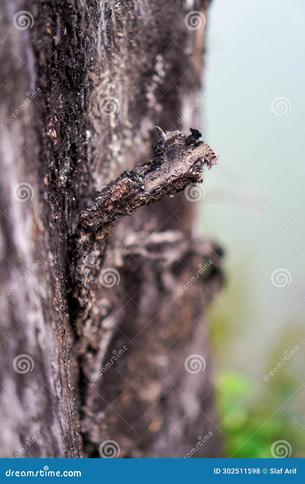 A Close-up View of the Burned Tree Trunk Stock Photo - Image of forest ...