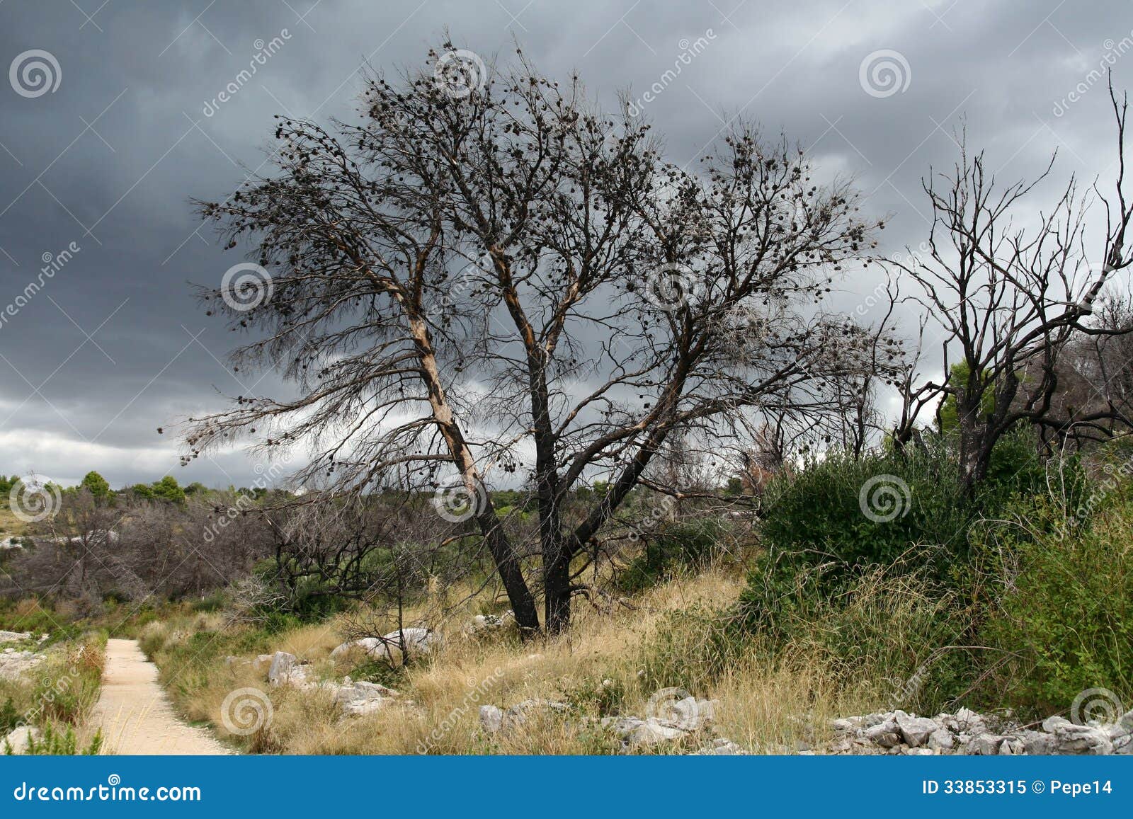 Burnt tree stock image. Image of olive, burned, burnt - 33853315