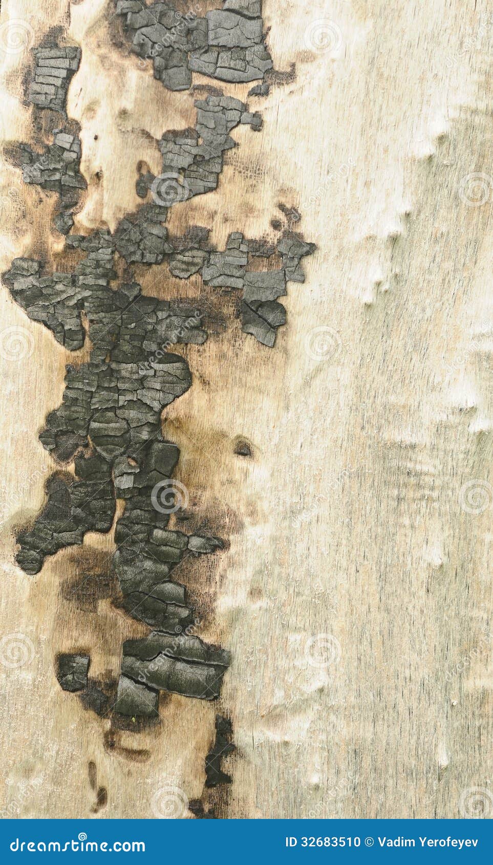 Burnt tree after fire stock photo. Image of plank, fire - 32683510