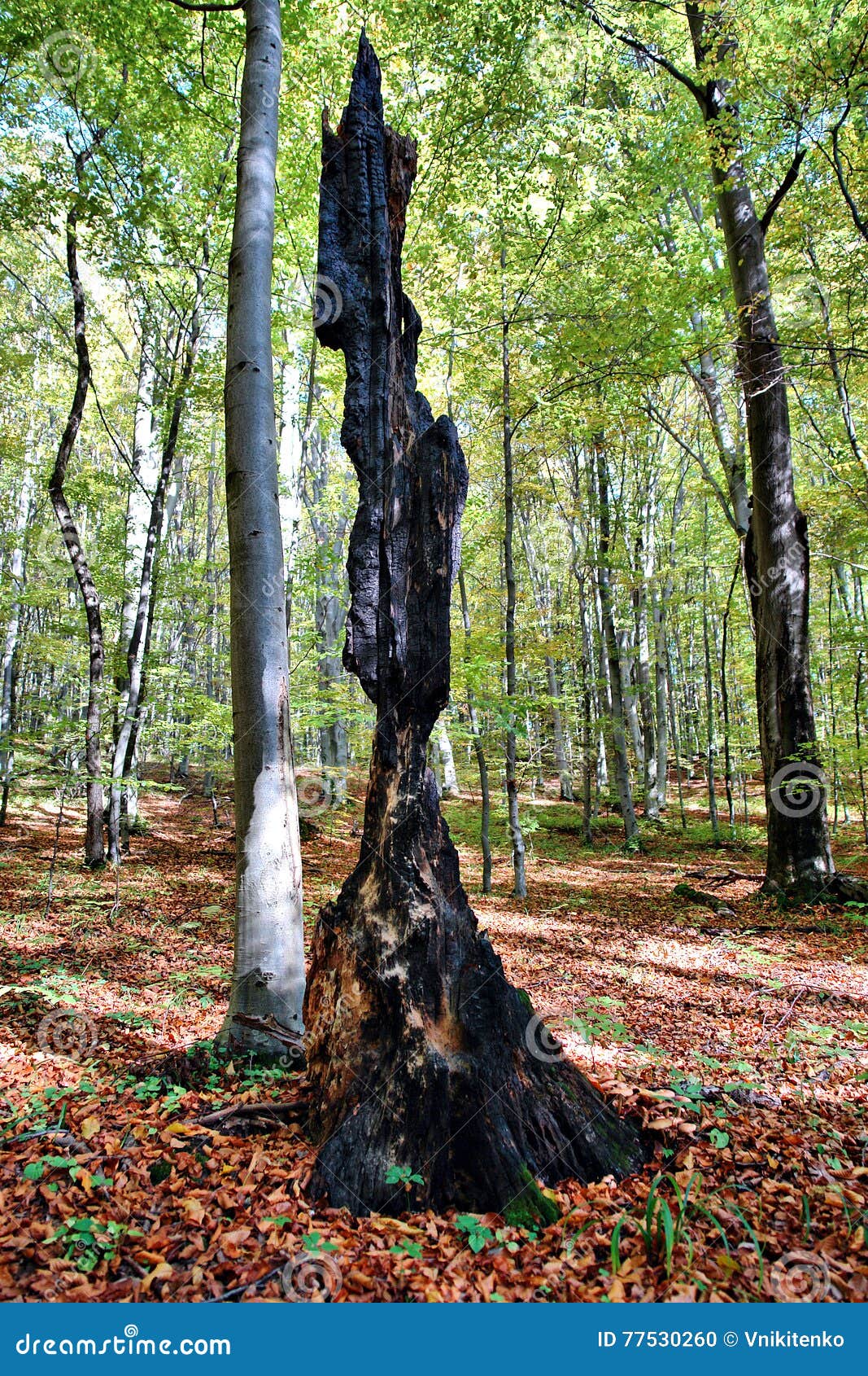 Burnt Tree after Lightning Strike Stock Photo - Image of catastrophe ...