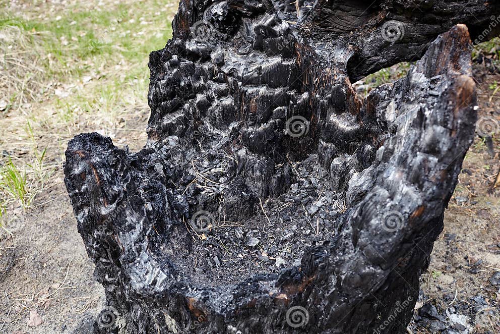 A Burnt Tree from a Lightning Strike. Tree Trunk in the Forest after a ...