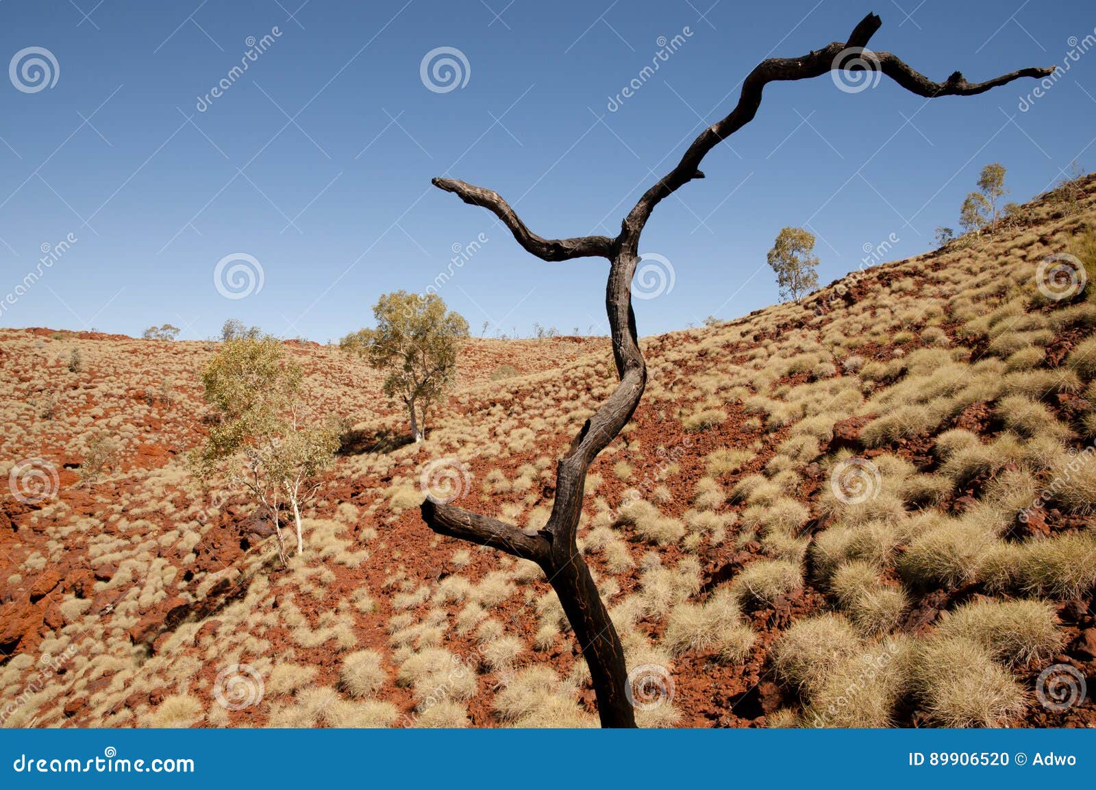 Burnt Tree - Outback Australia Stock Photo - Image of destruction ...