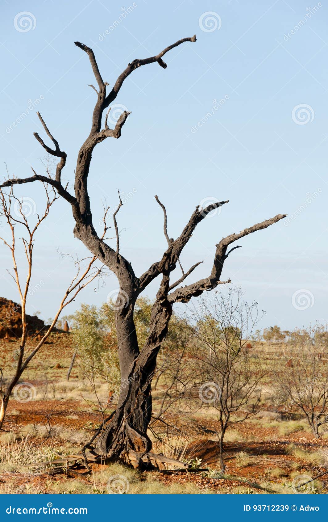 Burnt Tree - Outback Australia Stock Image - Image of wood, landscape ...