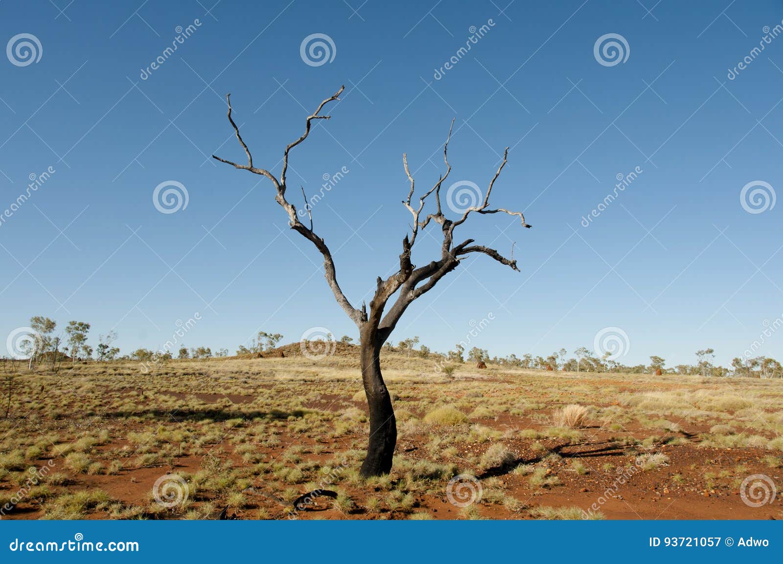 Burnt Tree - Outback Australia Stock Image - Image of trees, eucalyptus ...