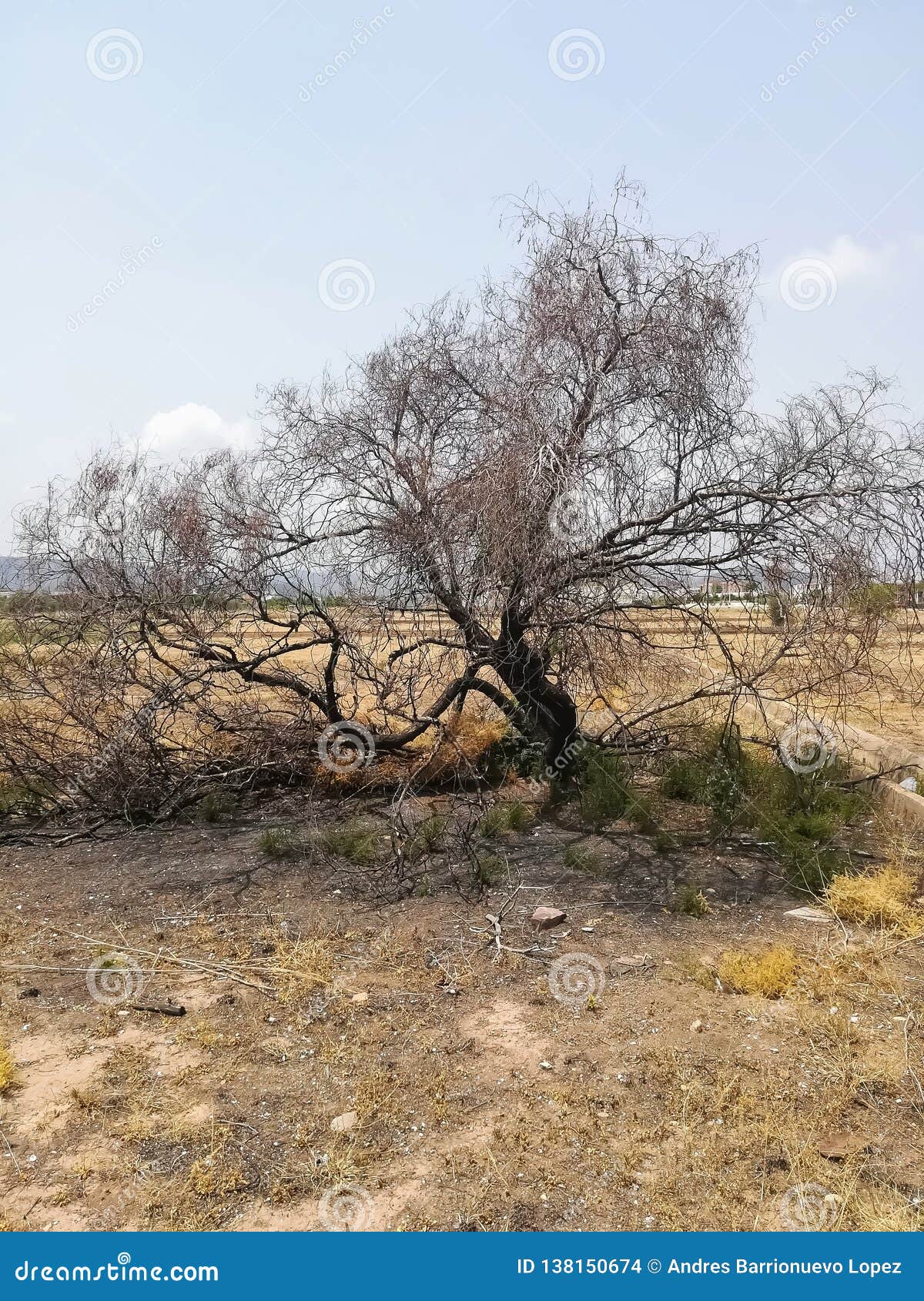 Burnt Tree on a Site with Hardly Any Vegetation Stock Photo - Image of ...