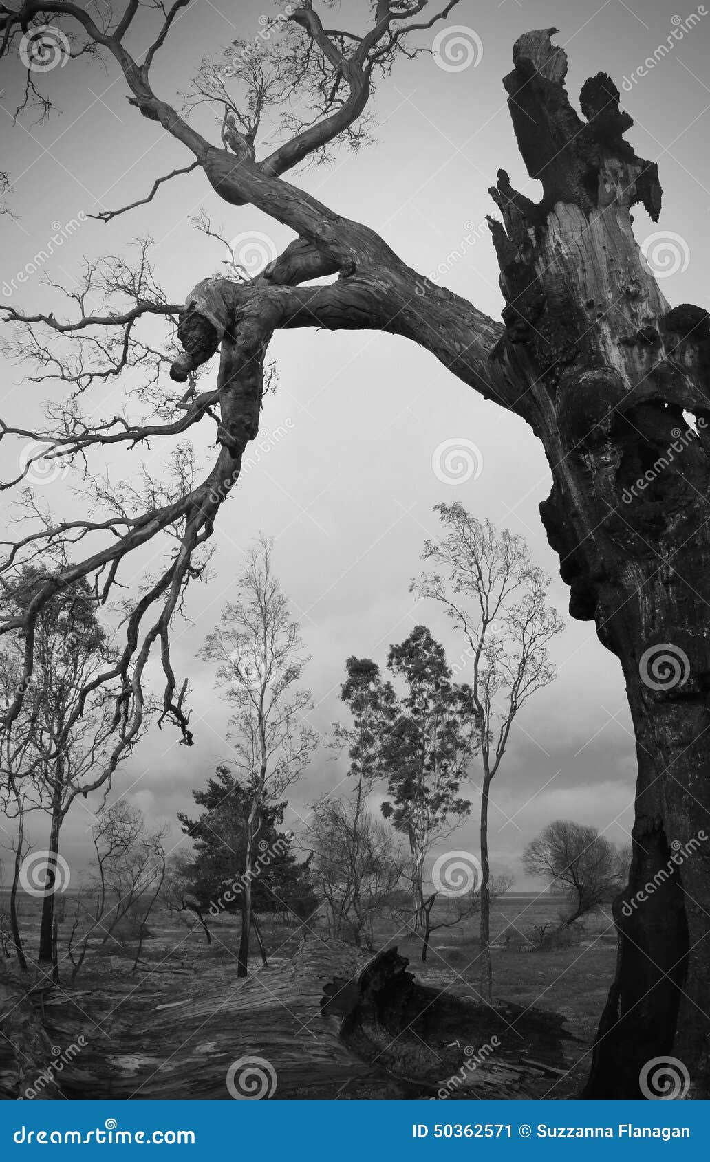 A Burnt Tree Still Standing Stock Image - Image of fires, trees: 50362571