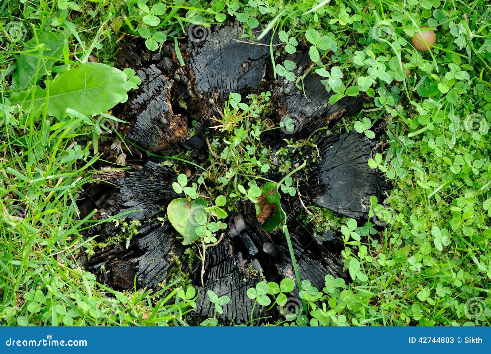 Burnt Tree Stump with Grass Stock Image - Image of closeup, destruction ...