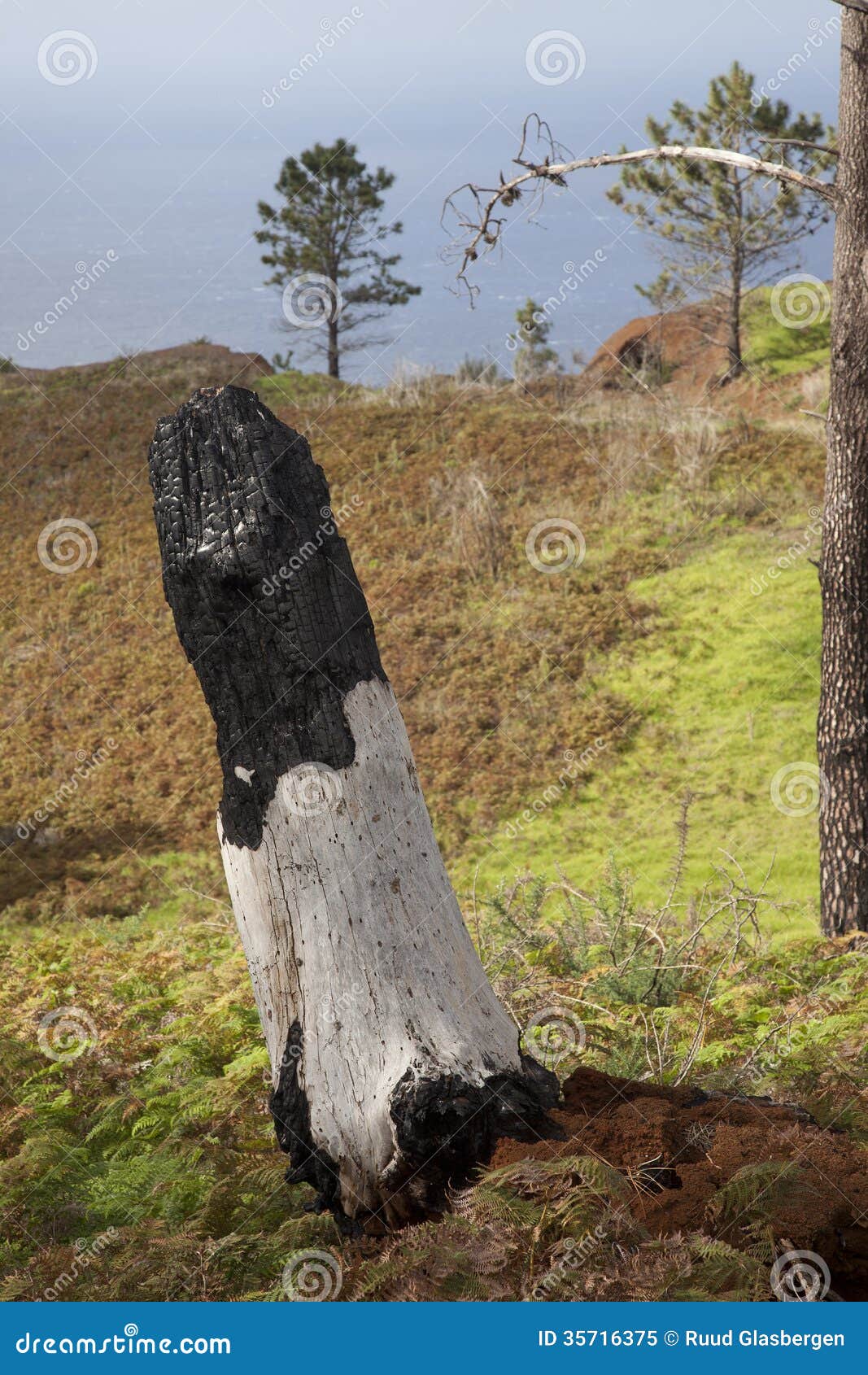 Burnt Tree Stump on the Slopes of Madeira Stock Image - Image of burned ...