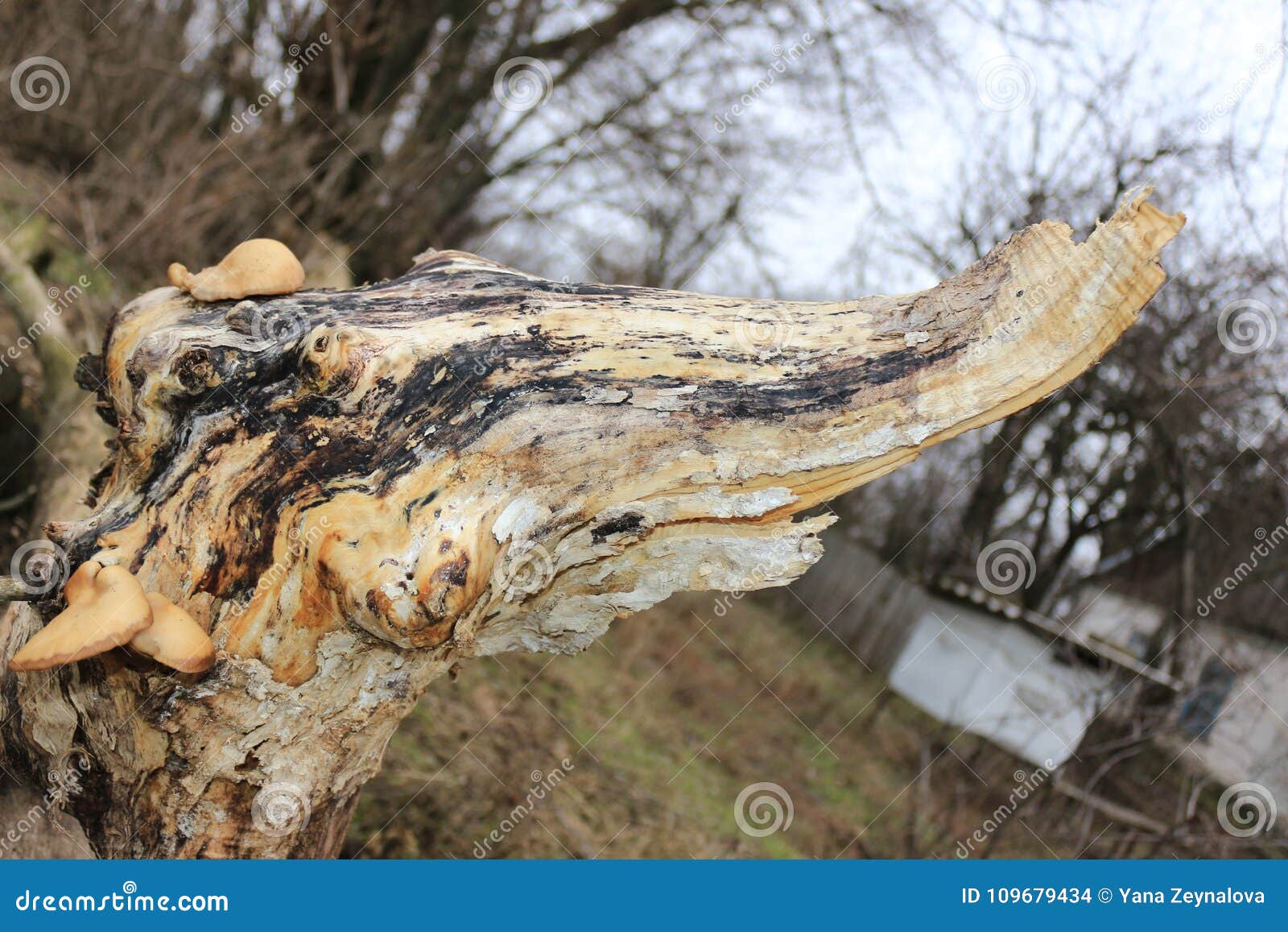 Burnt Tree. Texture. Nature. an Unusual Tree Stock Photo - Image of ...