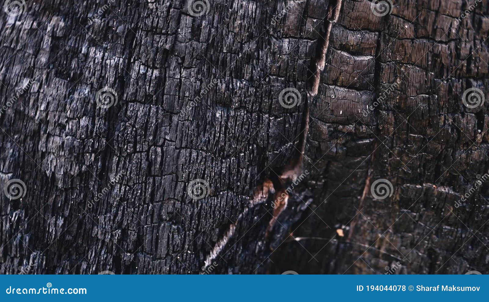 Burnt Tree Texture Shoot after Fire in a Wood Stock Footage - Video of ...