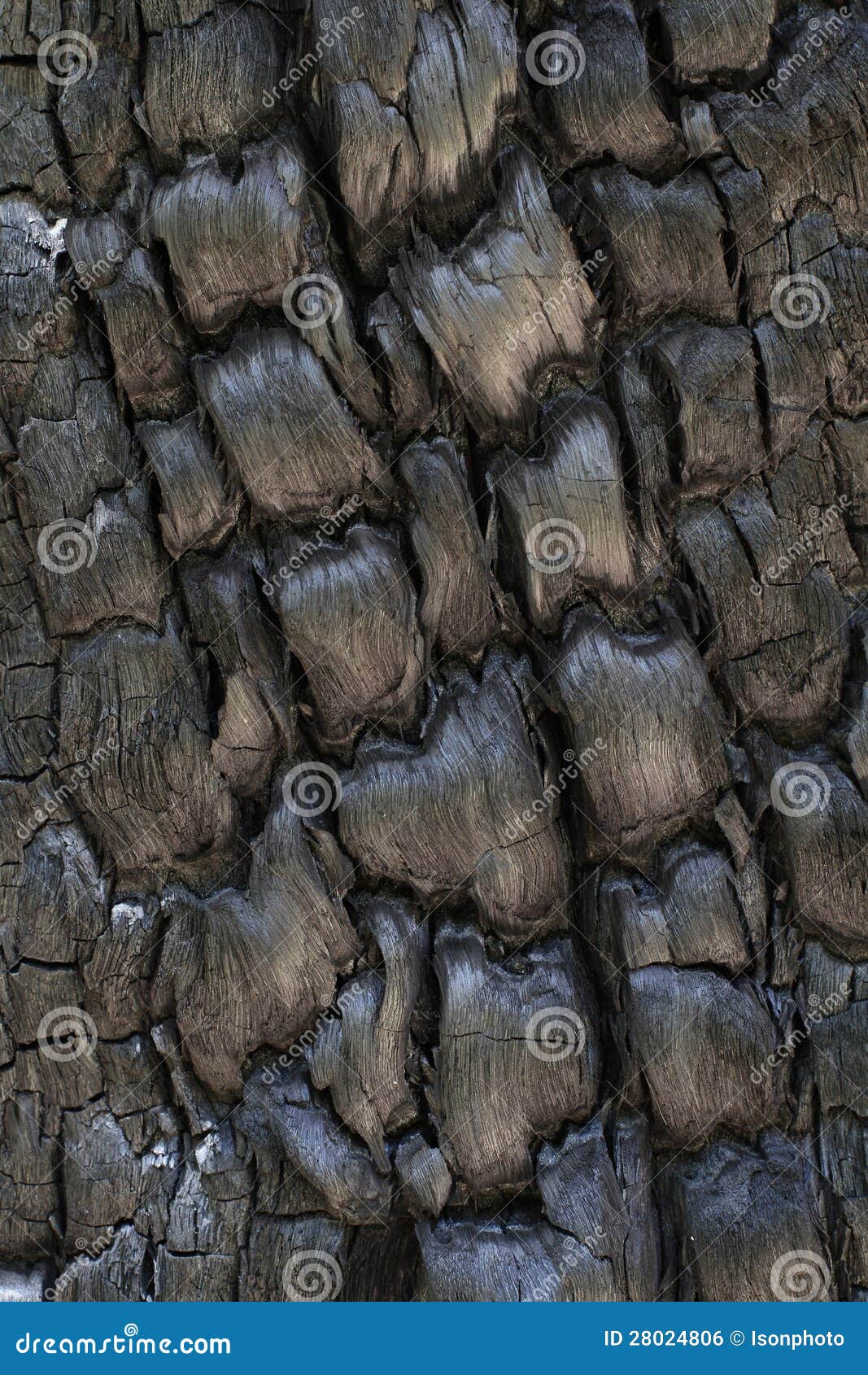 Burnt tree trunk stock photo. Image of wood, charred - 28024806