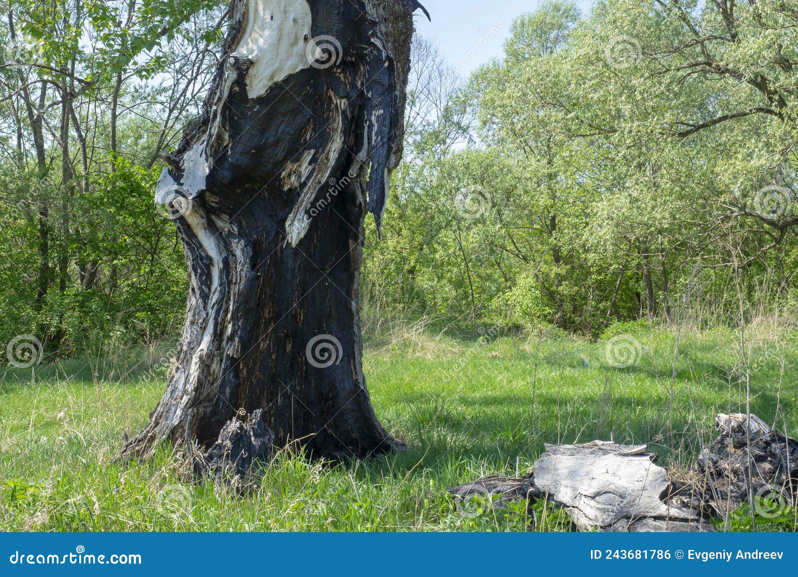 Burnt Tree. Tree Trunk Damaged by Fire Stock Photo - Image of outdoor ...
