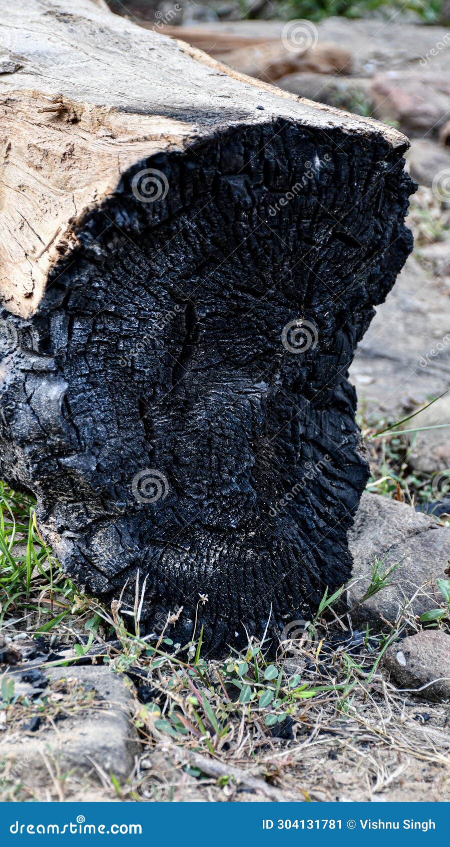 A Burnt Tree Trunk after a Fire Stock Image - Image of tree, backdrop ...